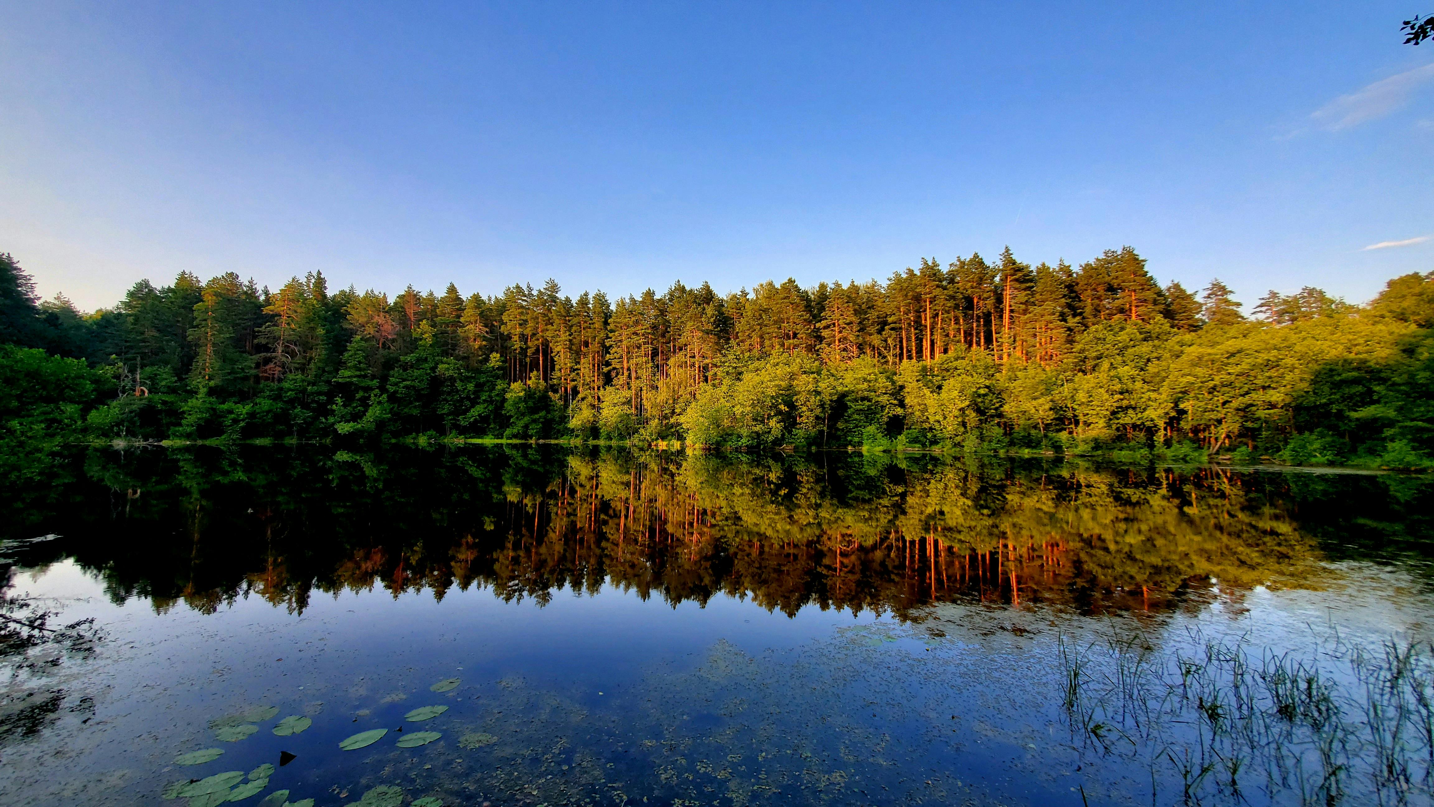Reflection of Trees on Lake · Free Stock Photo