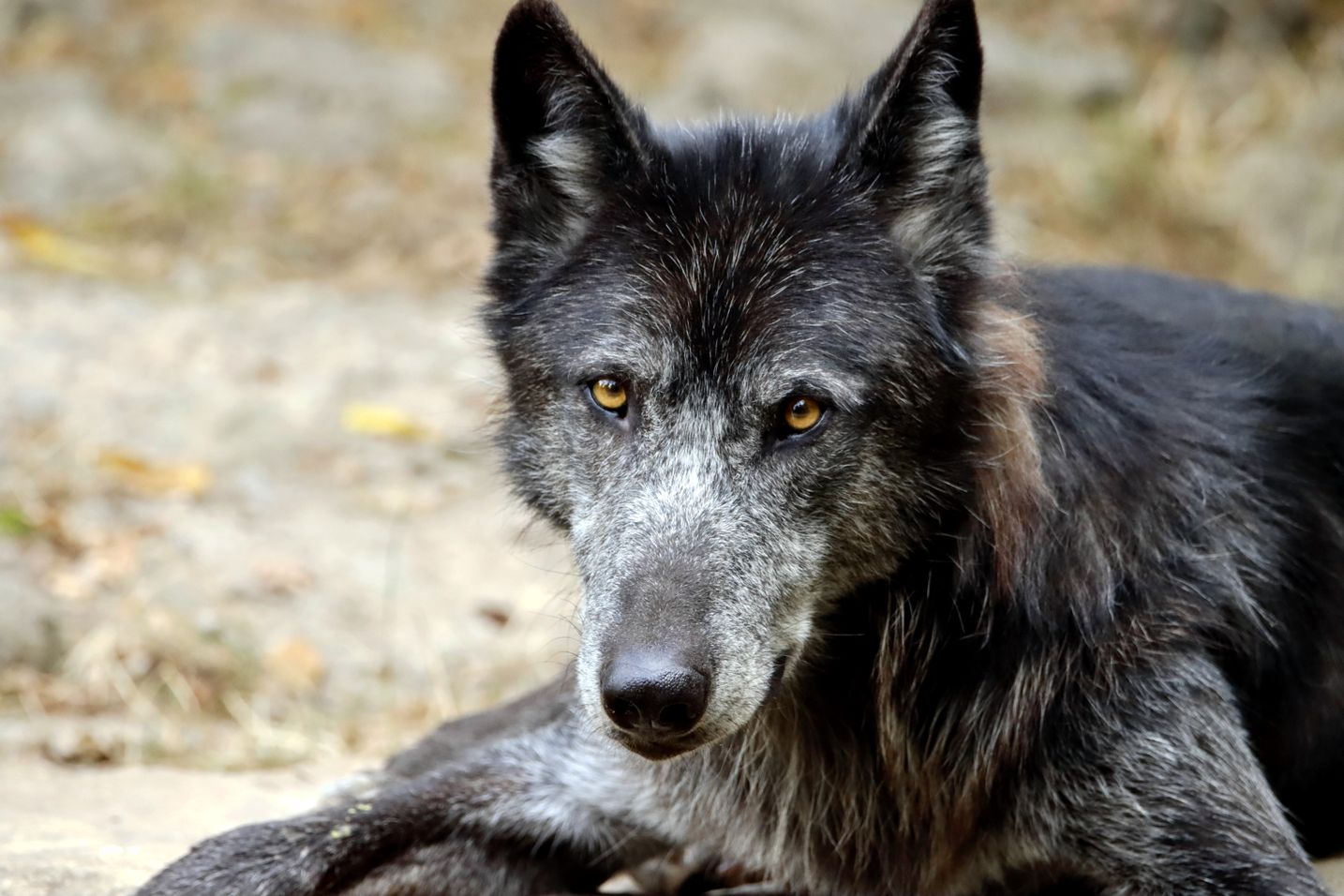 Meet the Wolfdog: Gray Wolf and Dog Hybrid Breed