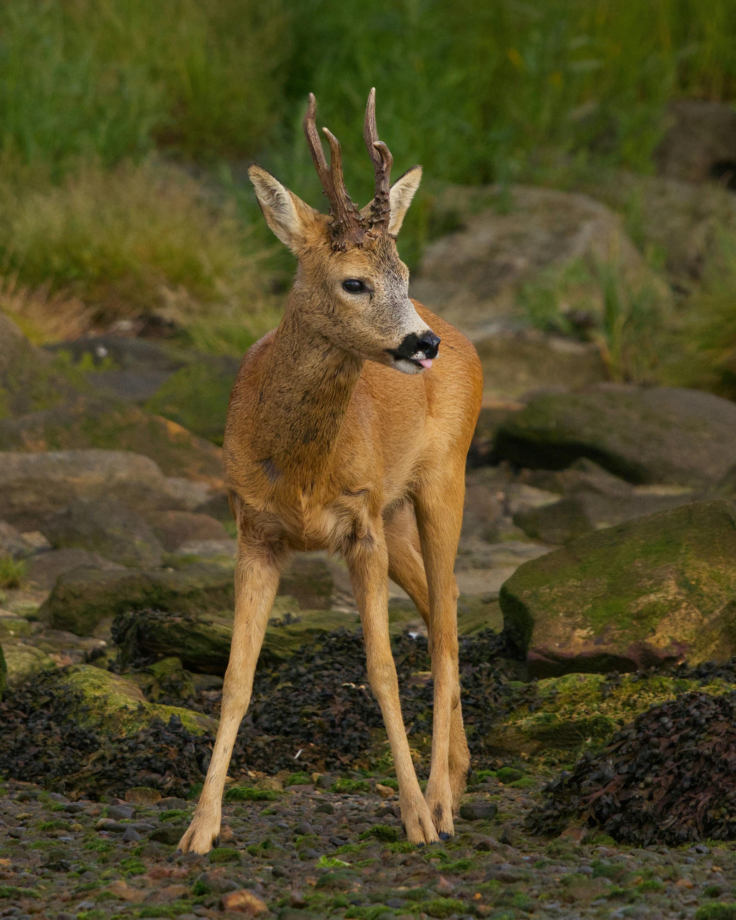 Baby roe deer standing and looking · Free Stock Photo