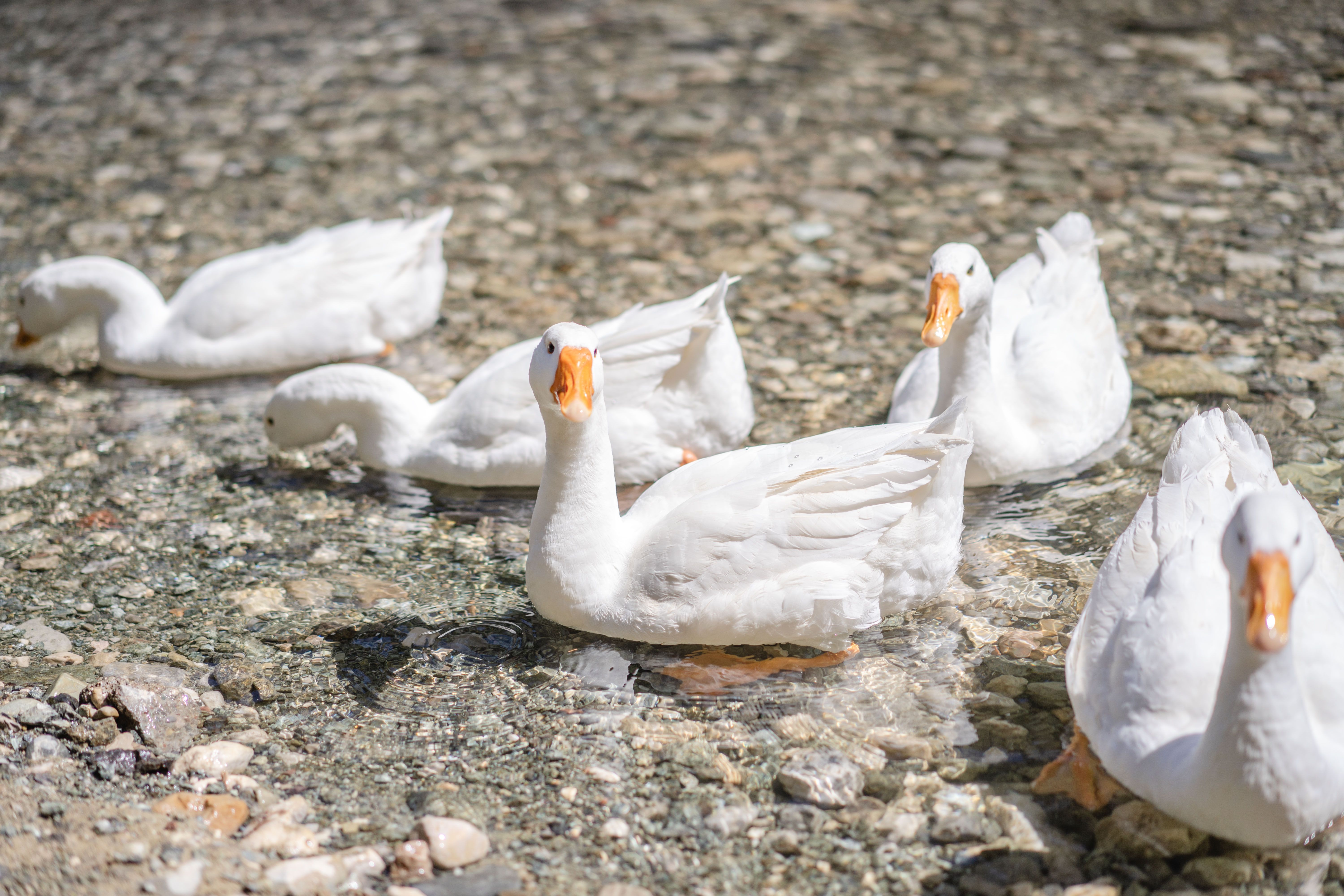 Goose in Close Up Photography · Free Stock Photo