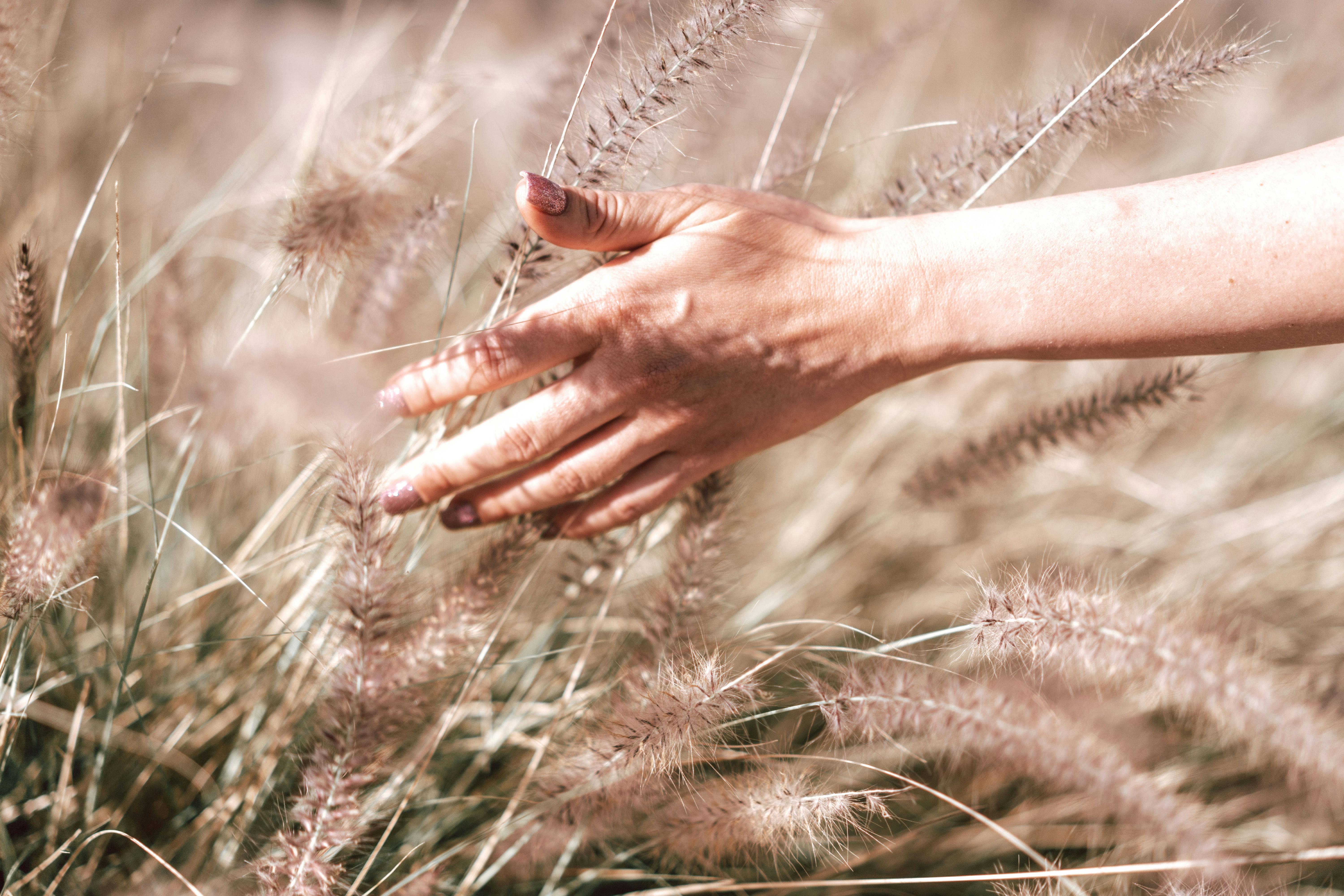 Hand Touching Grass in Summer · Free Stock Photo