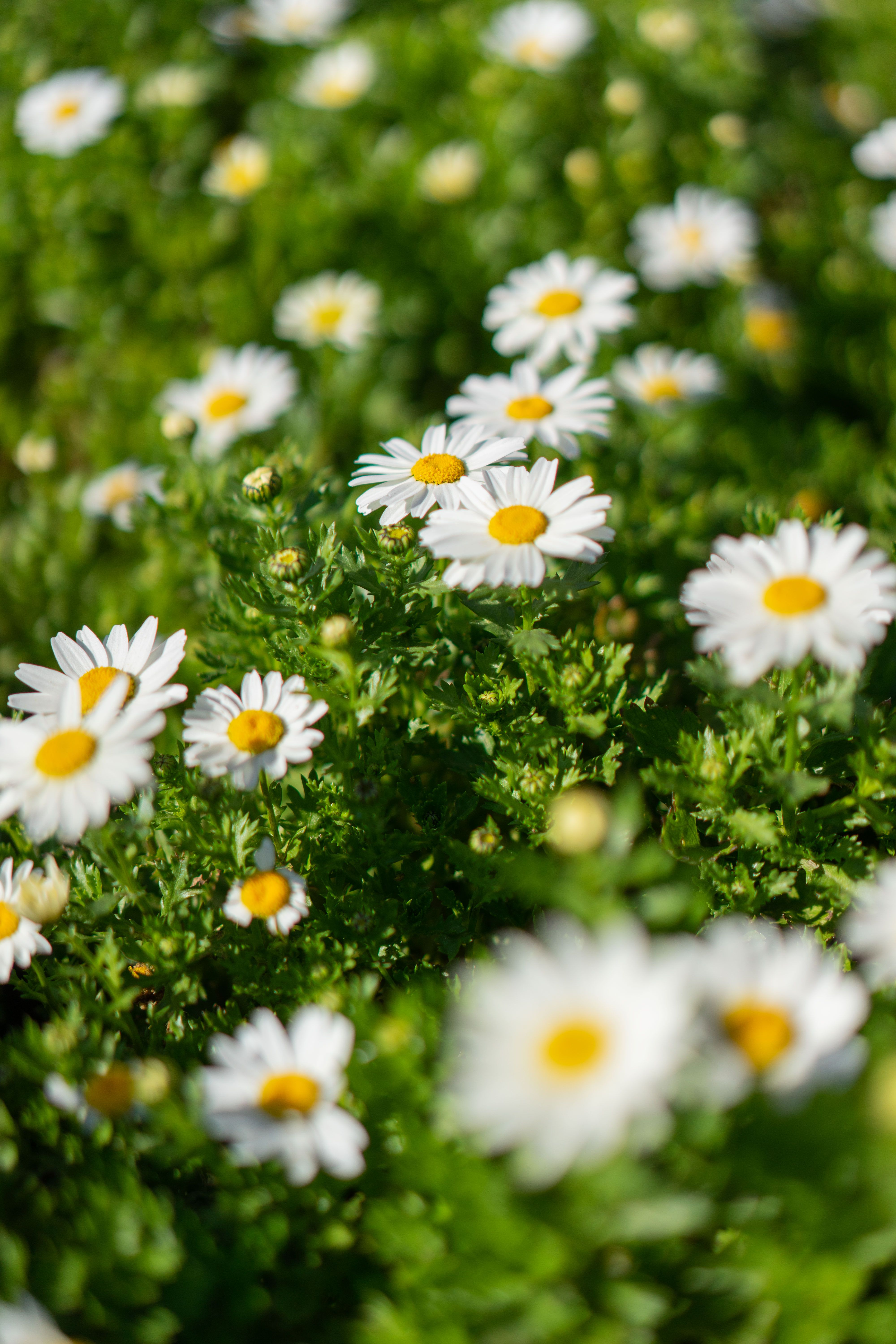 Blooming Chamomile in Garden · Free Stock Photo