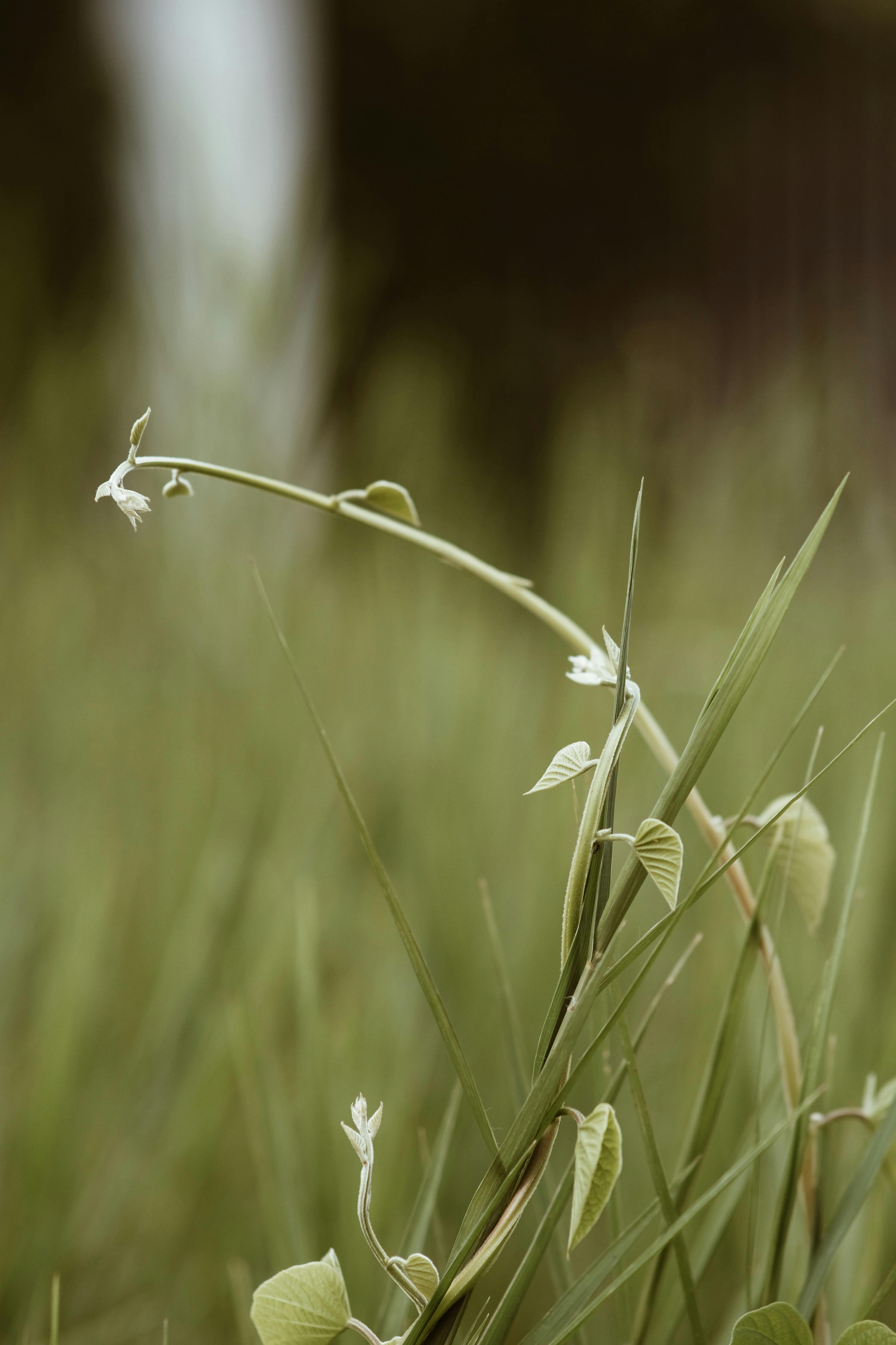 Green Stem with Green Leaves · Free Stock Photo