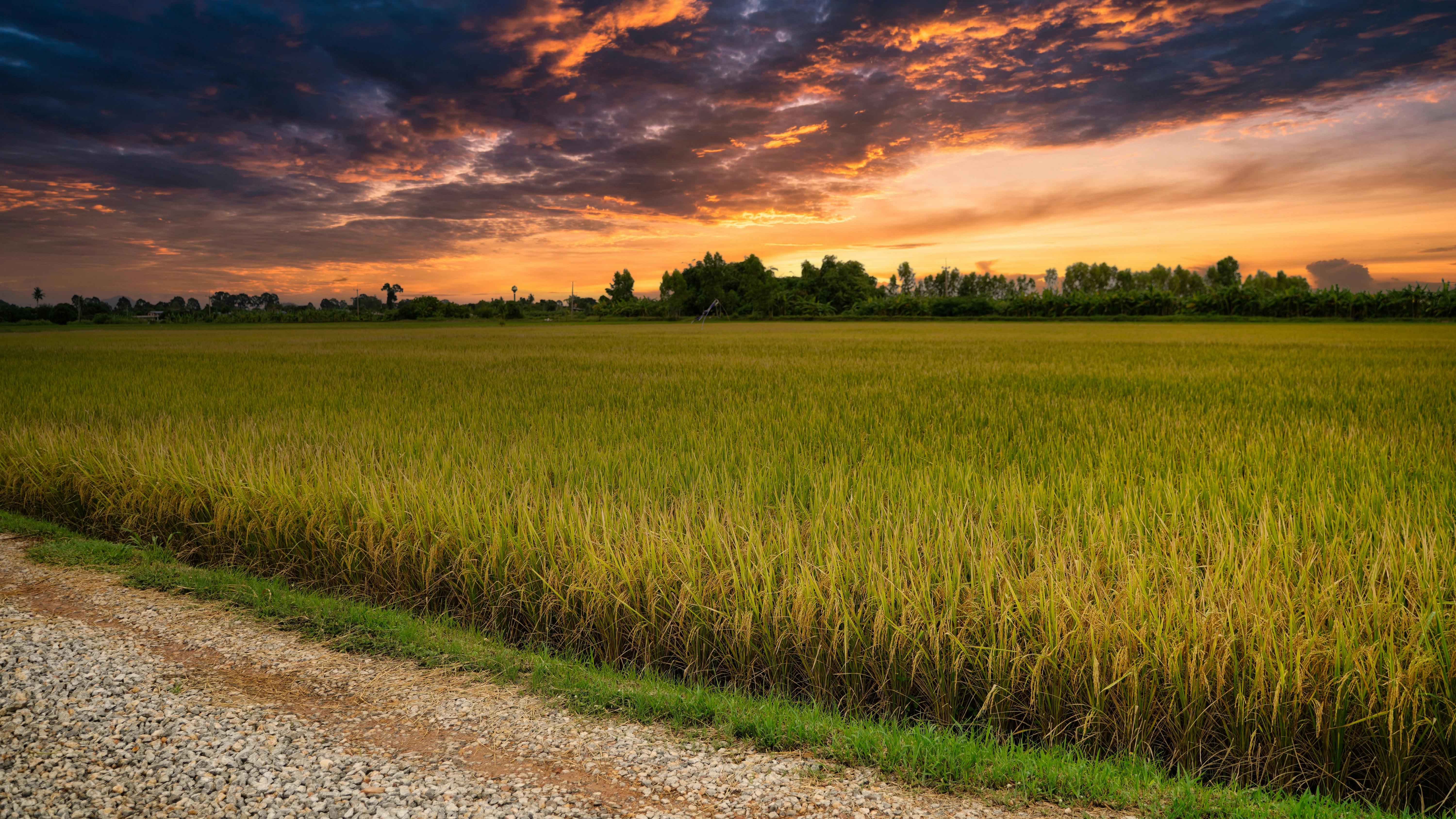 Rice Field during Sunset · Free Stock Photo