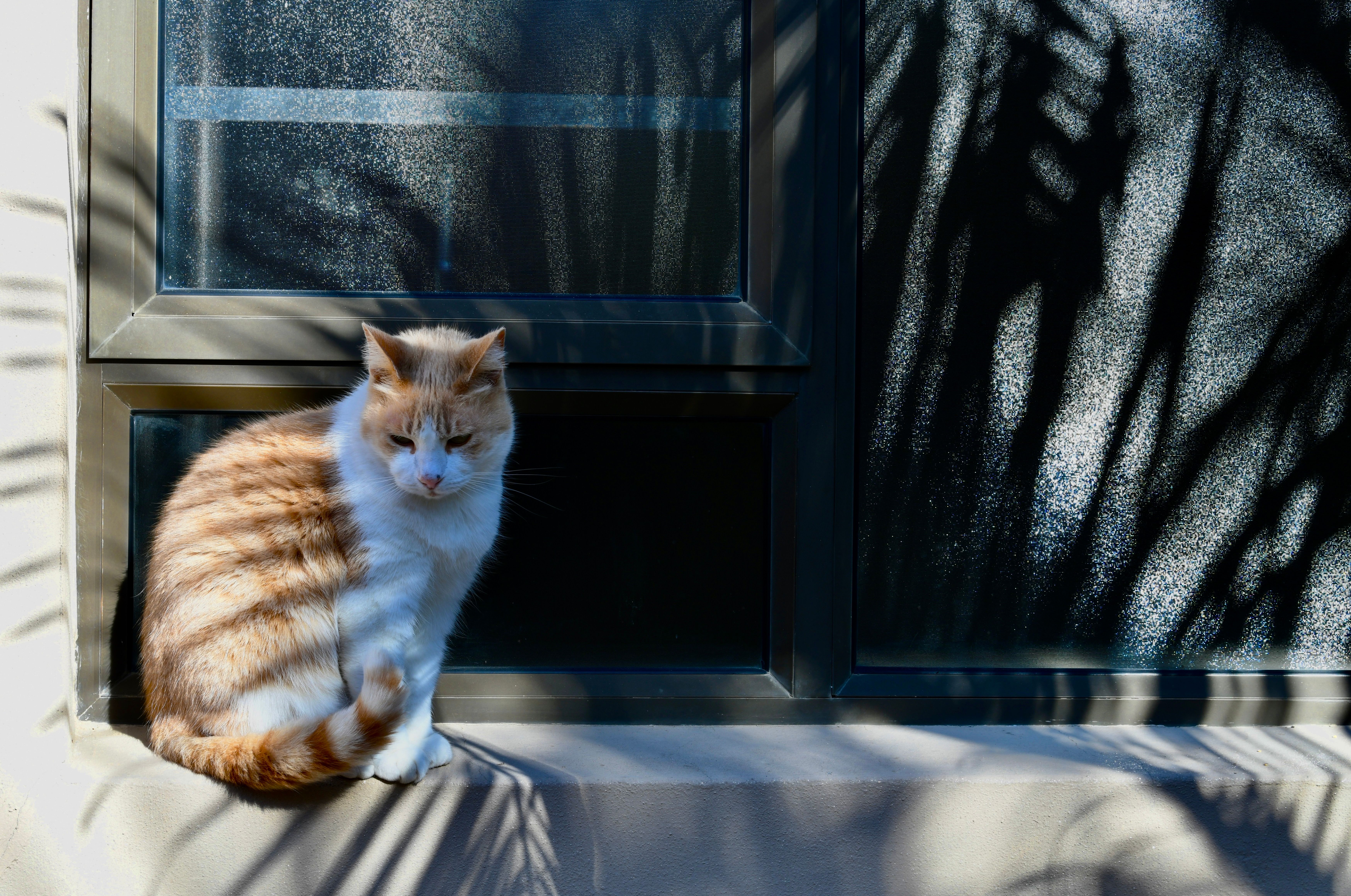 A Cat Near a Window · Free Stock Photo