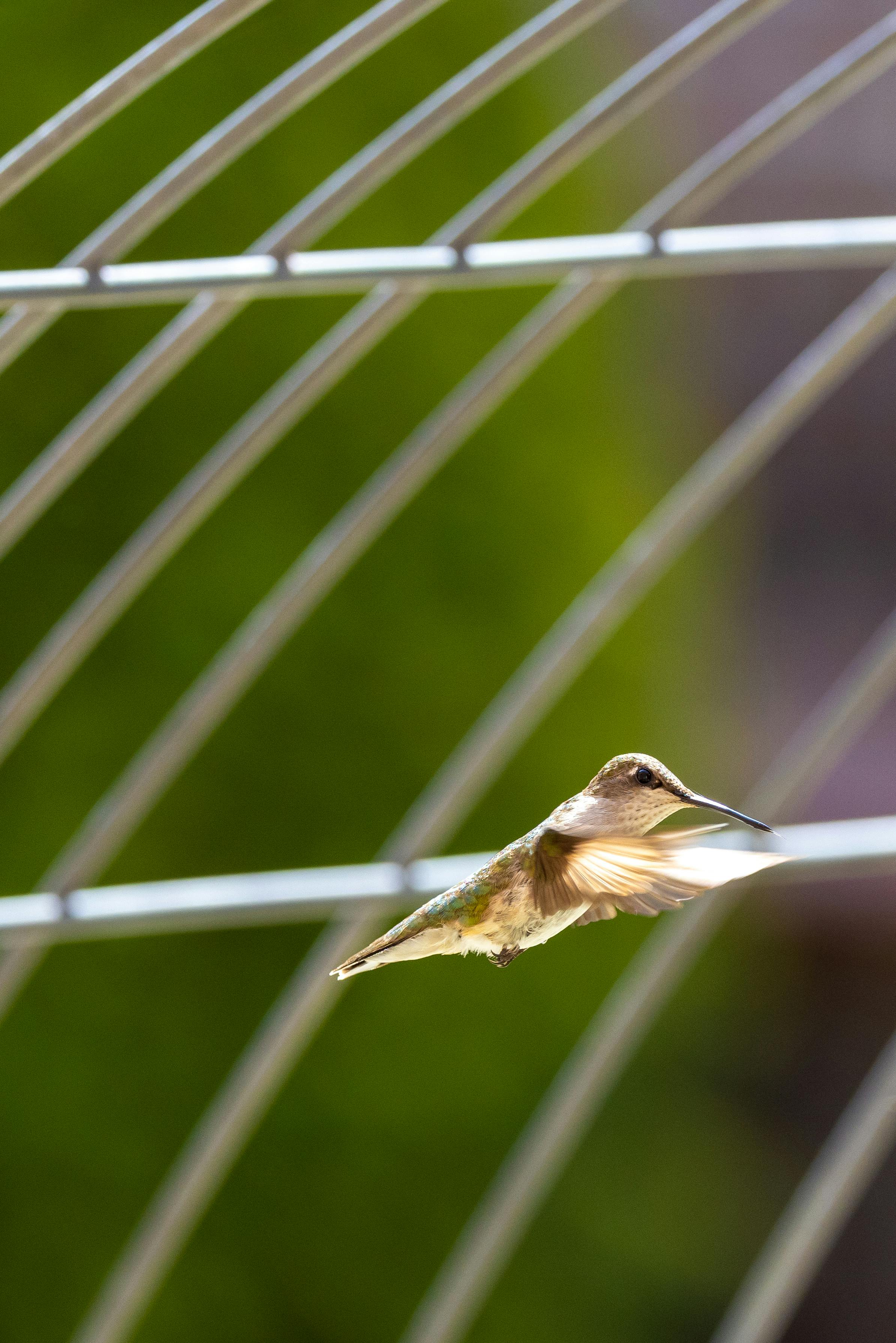 Focus Photography of Flying Hummingbird · Free Stock Photo
