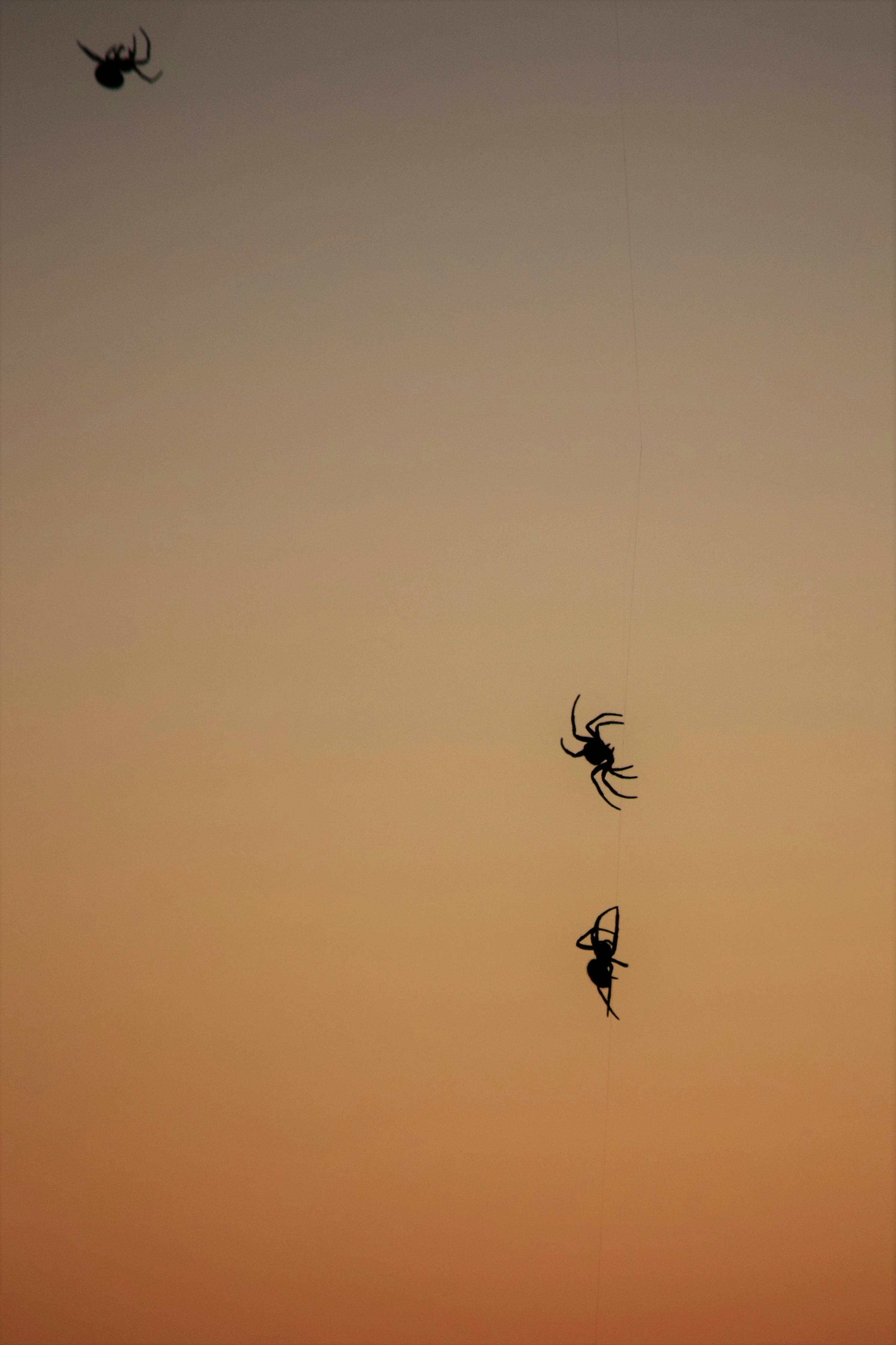 Hanging Spiders Photos, Download The BEST Free Hanging Spiders Stock ...