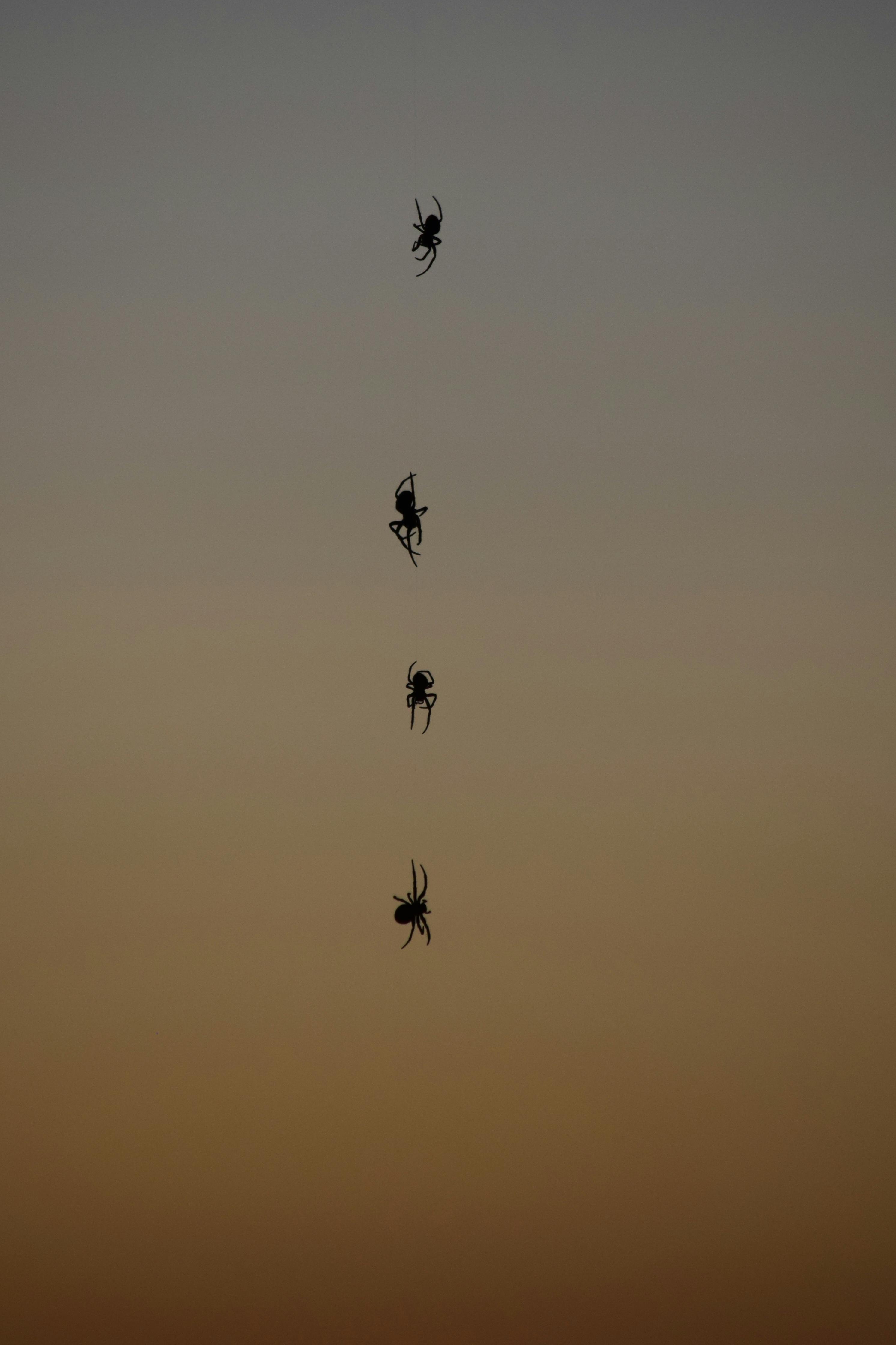 Silhouettes of Spiders Hanging · Free Stock Photo