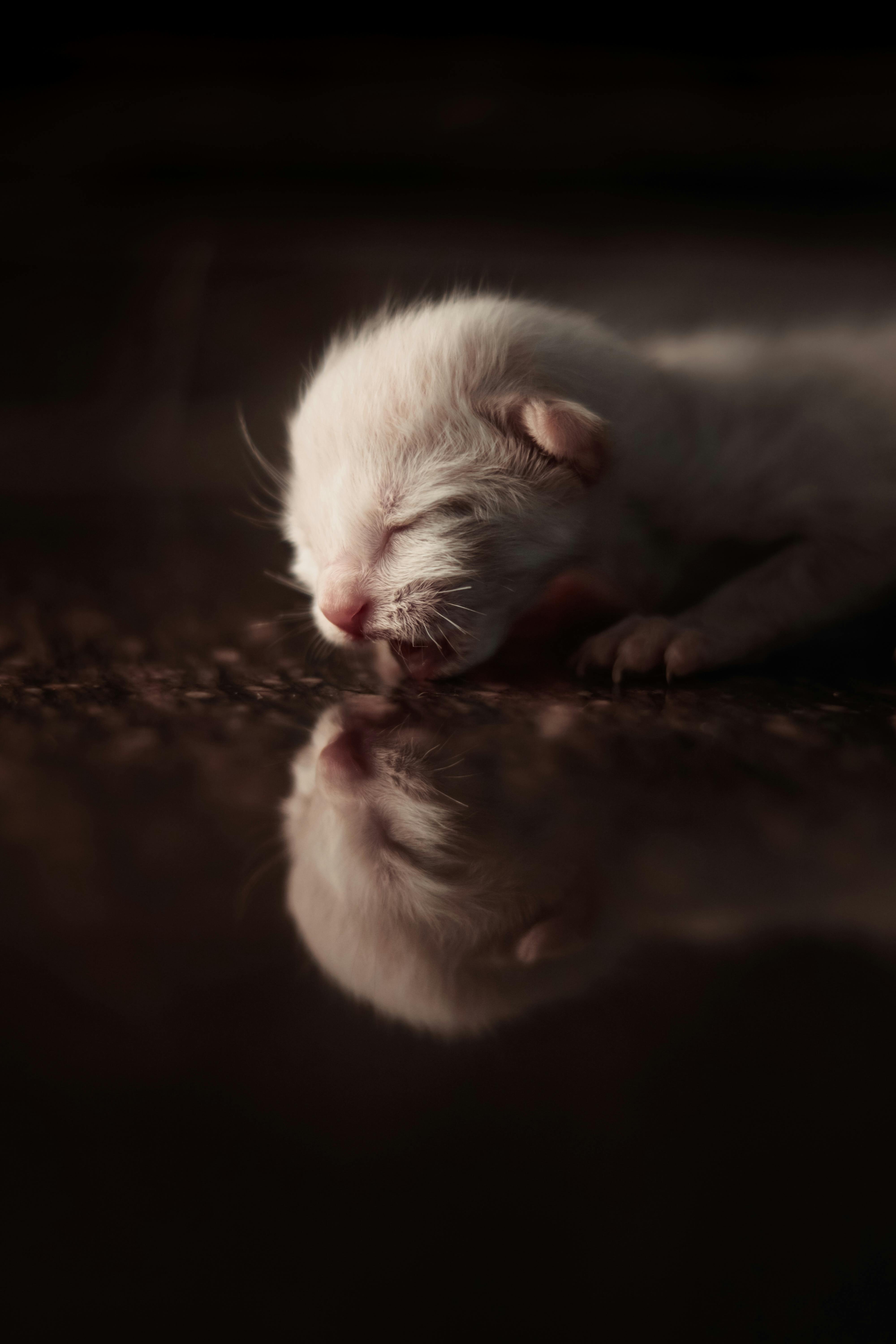 Newborn Kitten Drinking from Puddle · Free Stock Photo