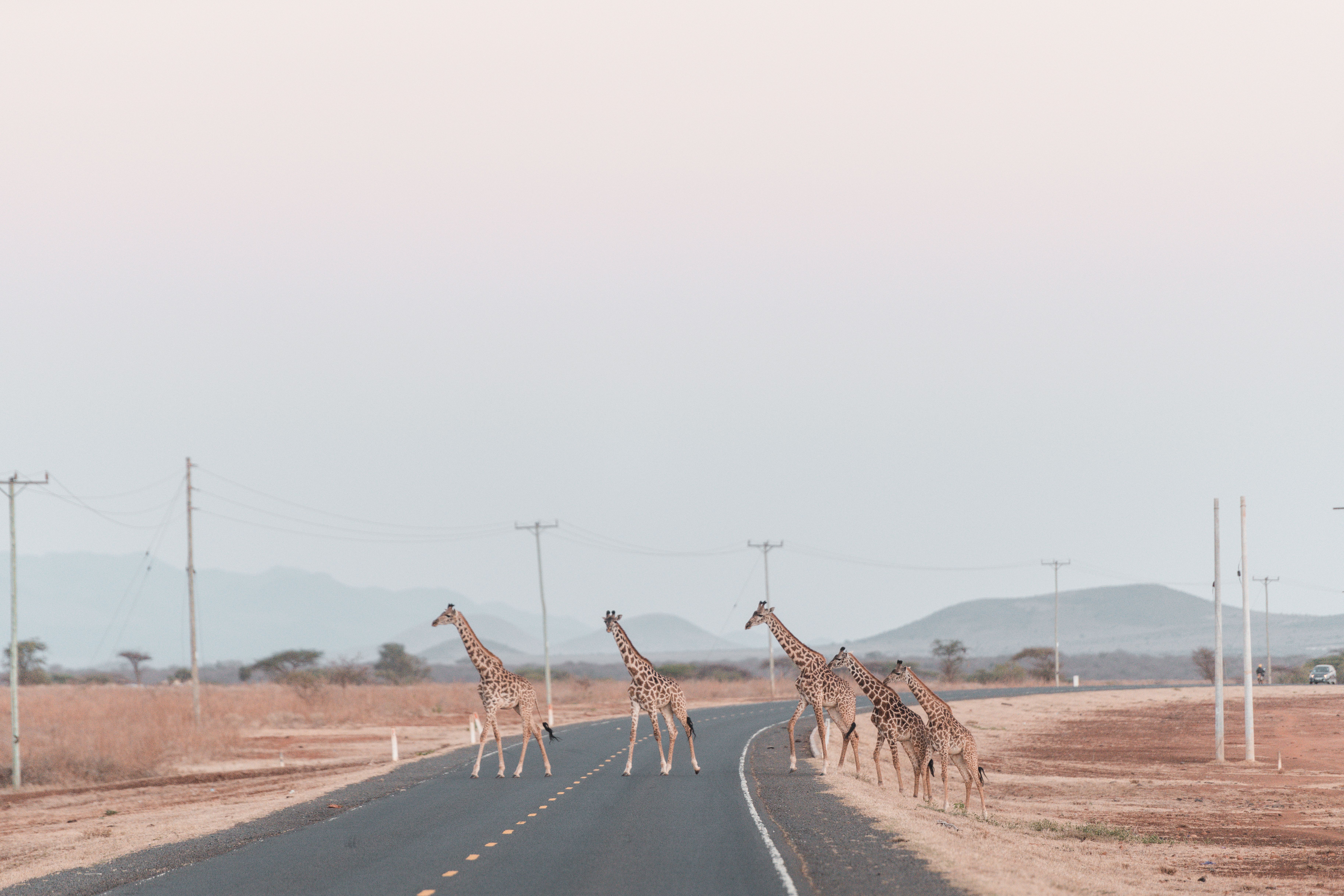 Foto de stock gratuita sobre al aire libre, fotos de animales, asfalto ...