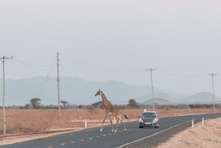How Fast Can a Giraffe Run? [Comprehensive Answer] - Ewpra.org