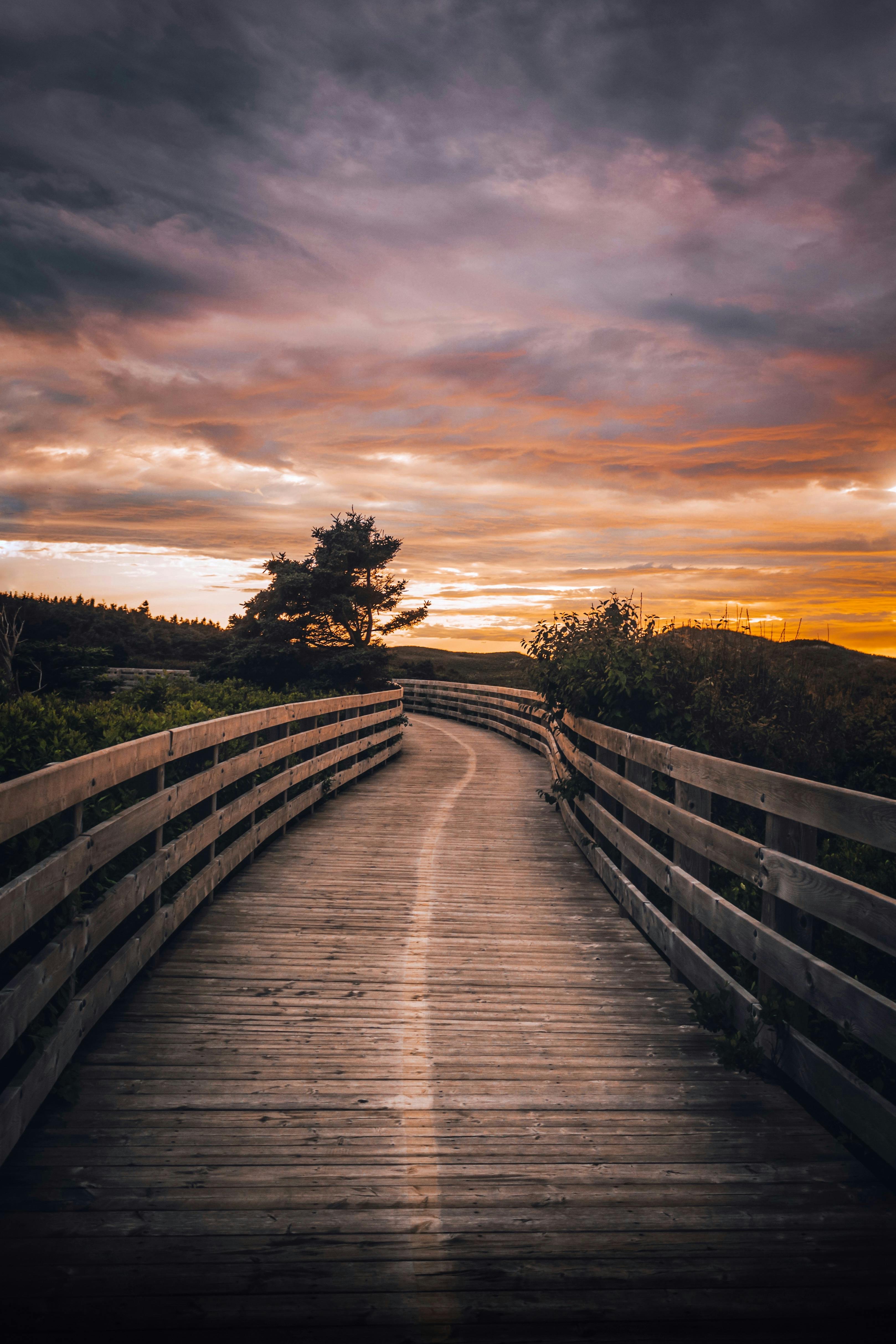A Bridge in Between Trees · Free Stock Photo