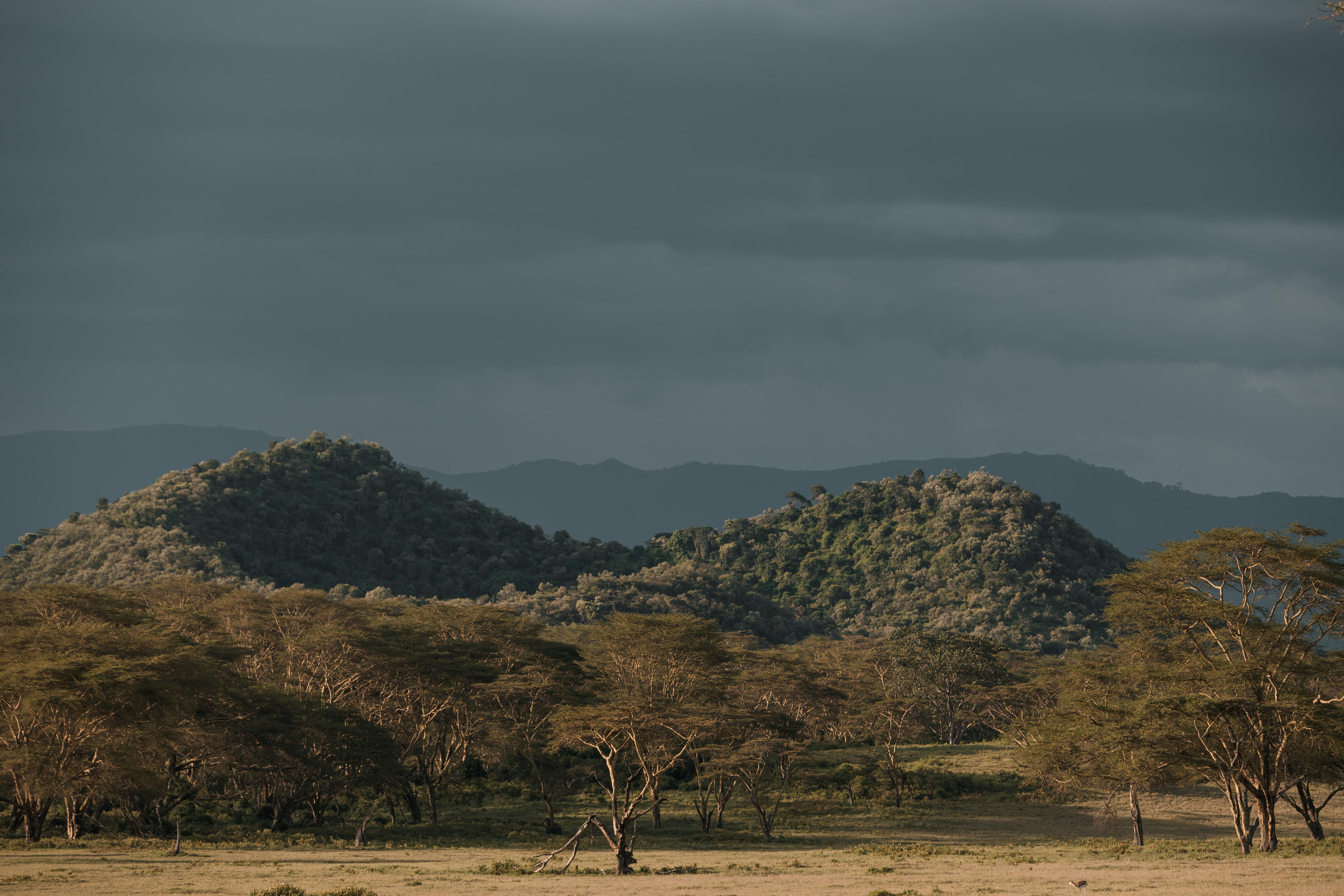 African Trees Photos, Download The BEST Free African Trees Stock Photos ...