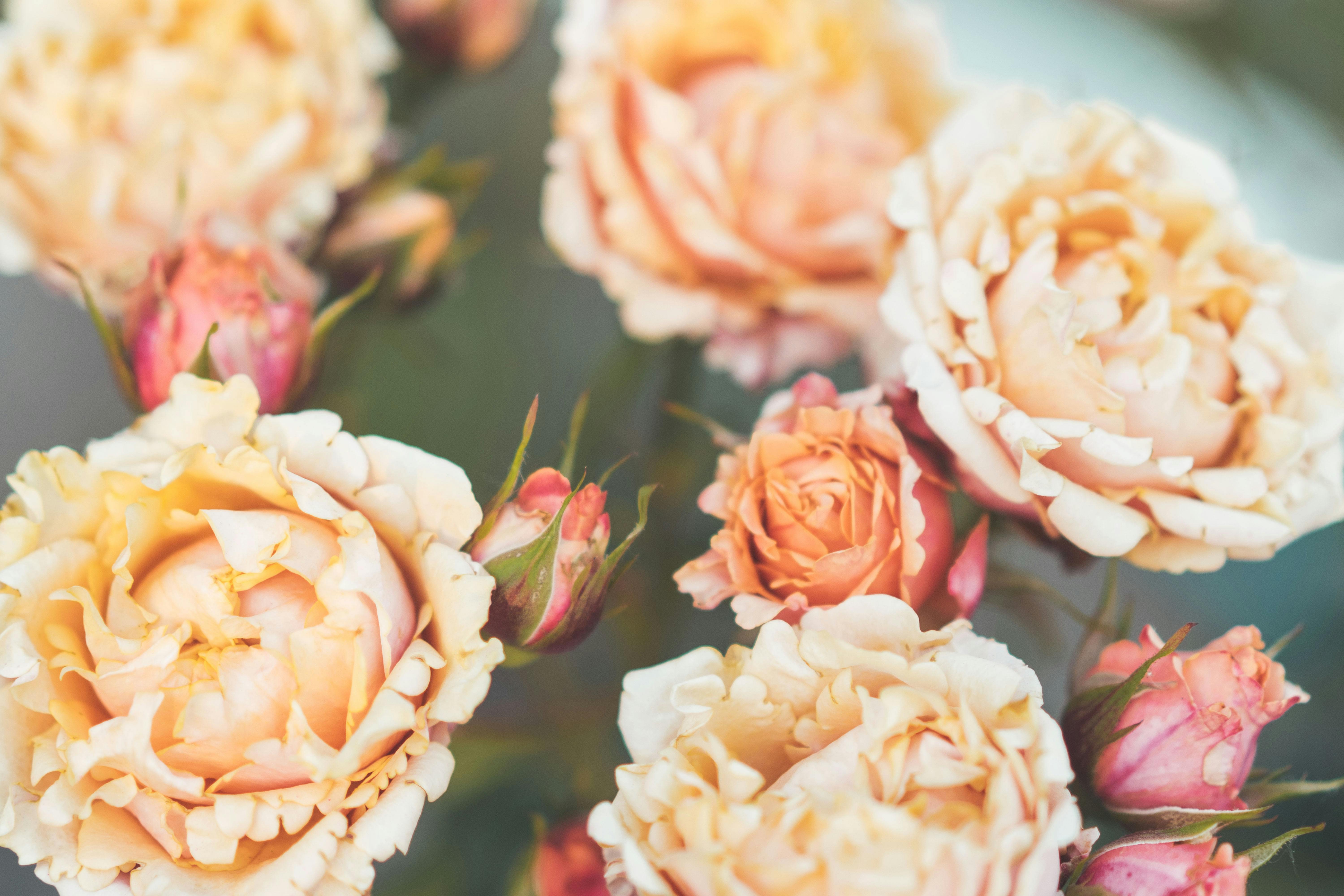 Close-Up Shot of Blooming Rose Flowers · Free Stock Photo
