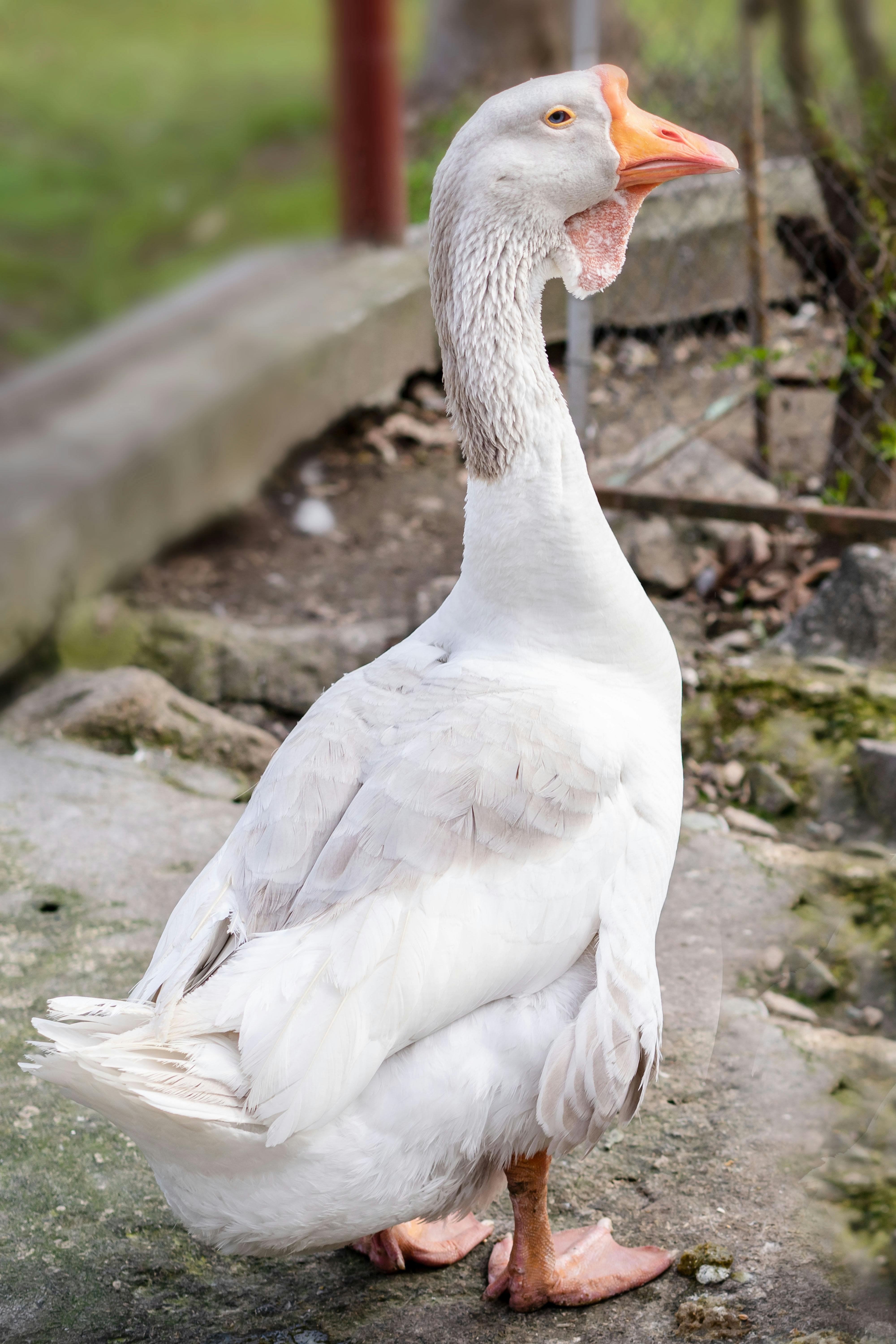 Portrait of Woman Holding a Goose · Free Stock Photo