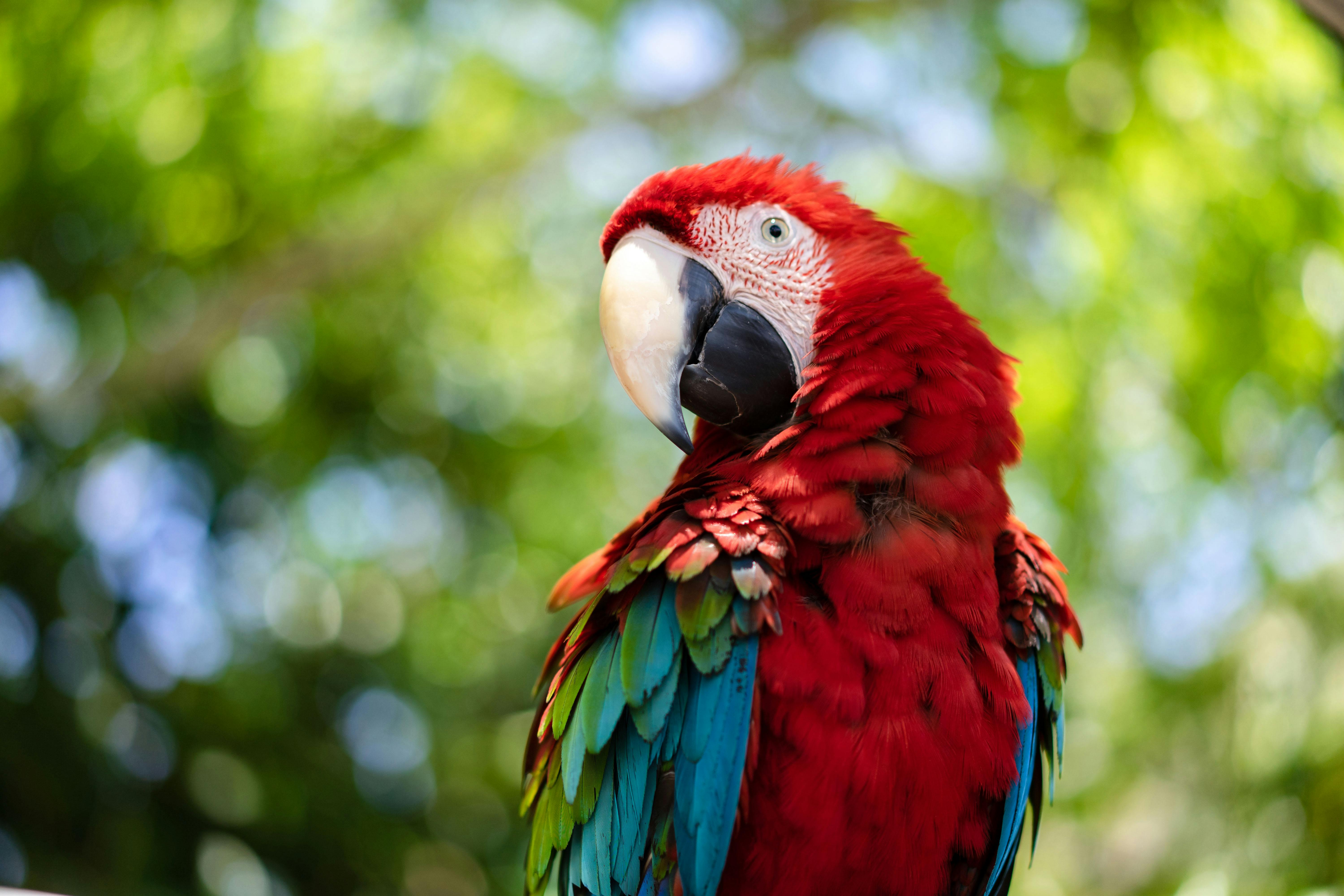 Close-up of a Blood-red Parrot Cichlid Fish · Free Stock Photo