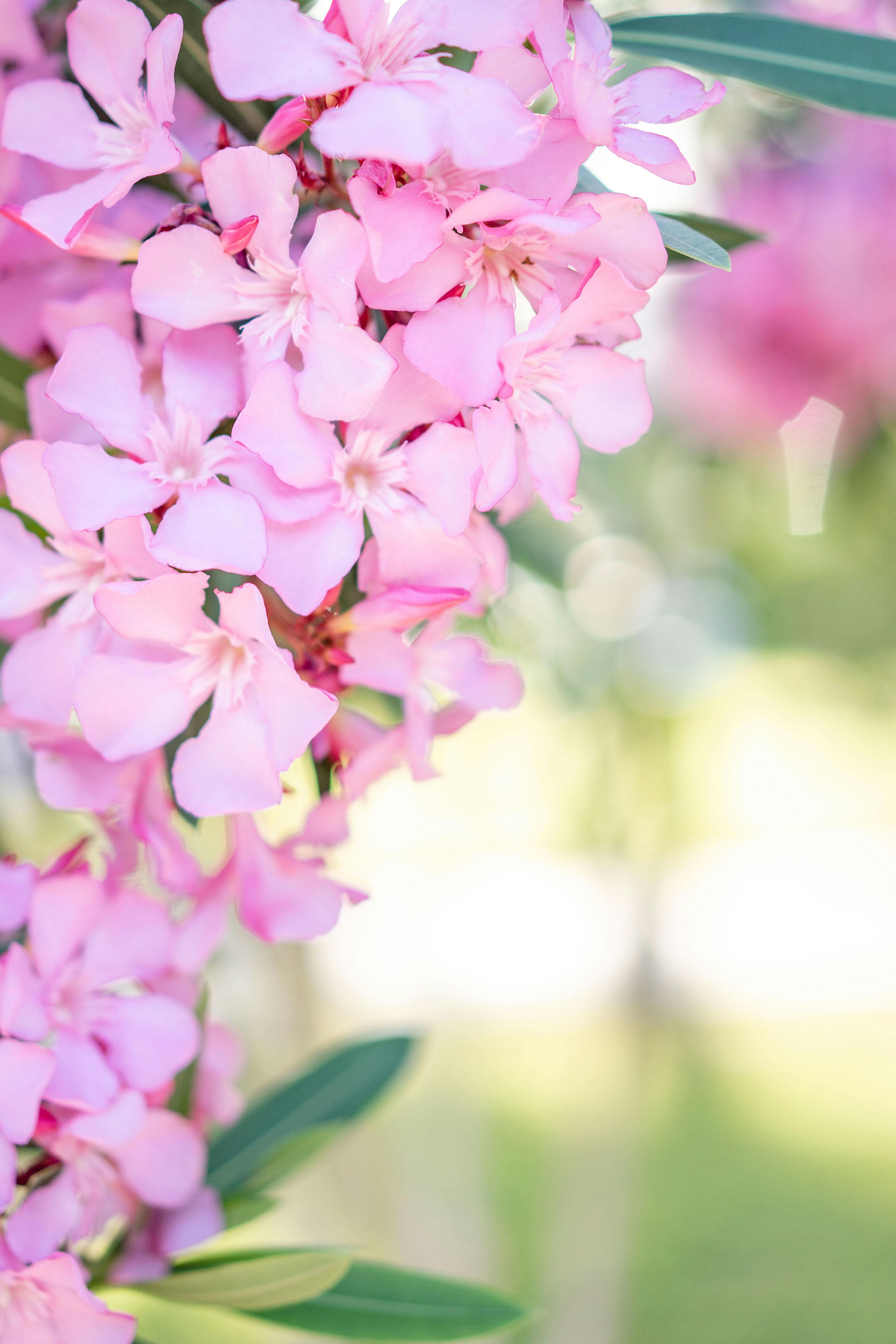 Close up of Flowers · Free Stock Photo