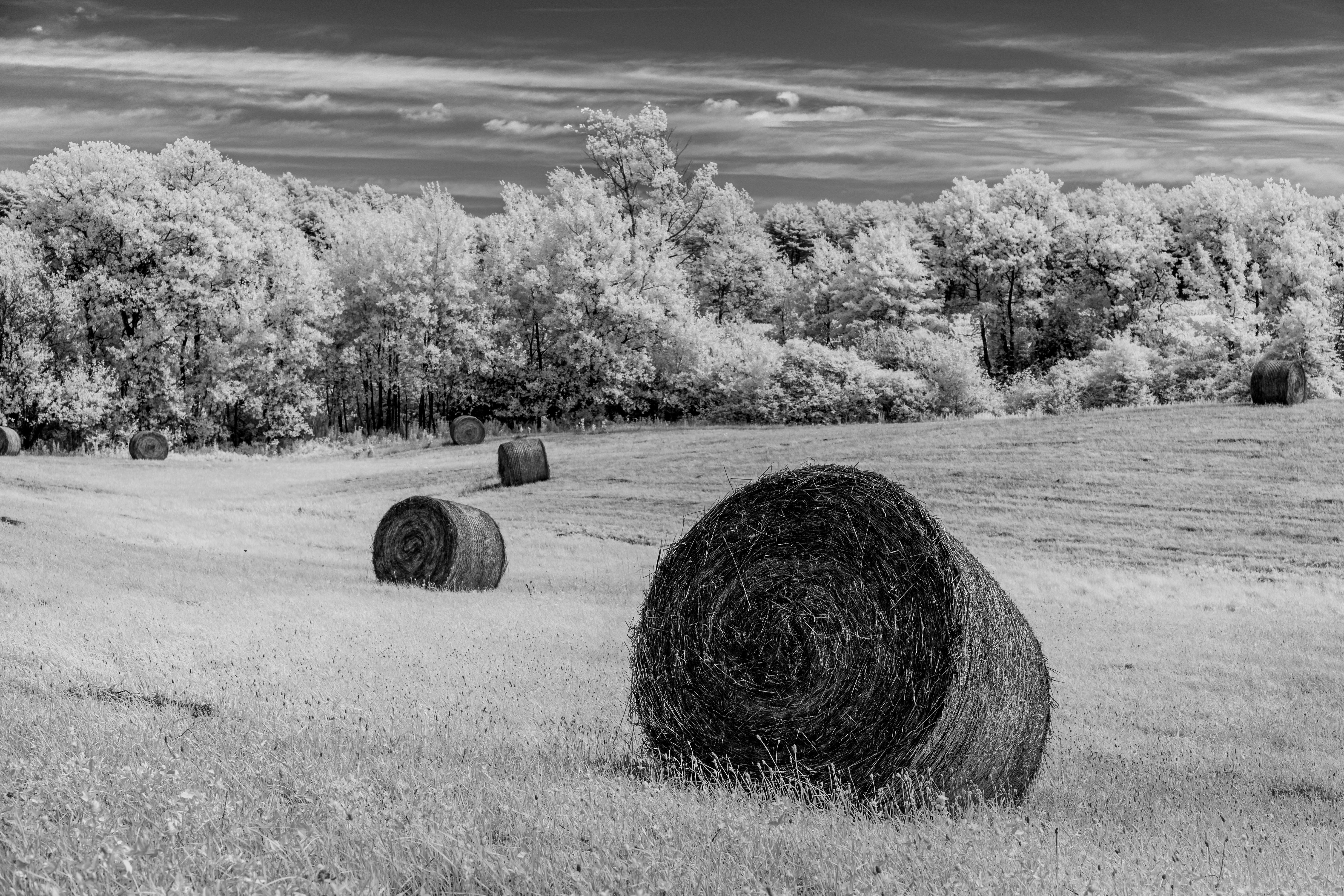 Grayscale Photography of Rolled Hays on Field · Free Stock Photo