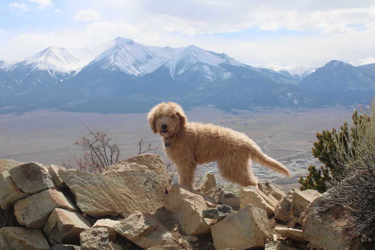 Colorado Mountain Dogs: A Complete Guide to Ownership