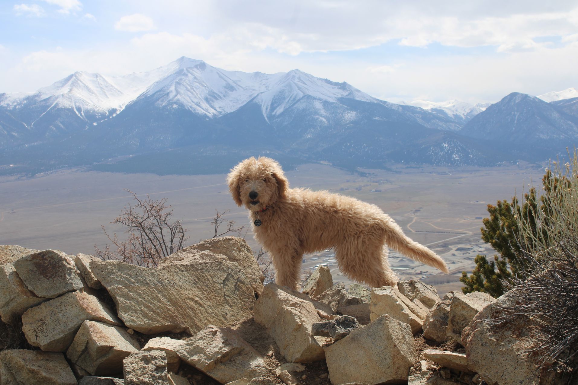 Colorado Mountain Dogs: A Complete Guide to Ownership