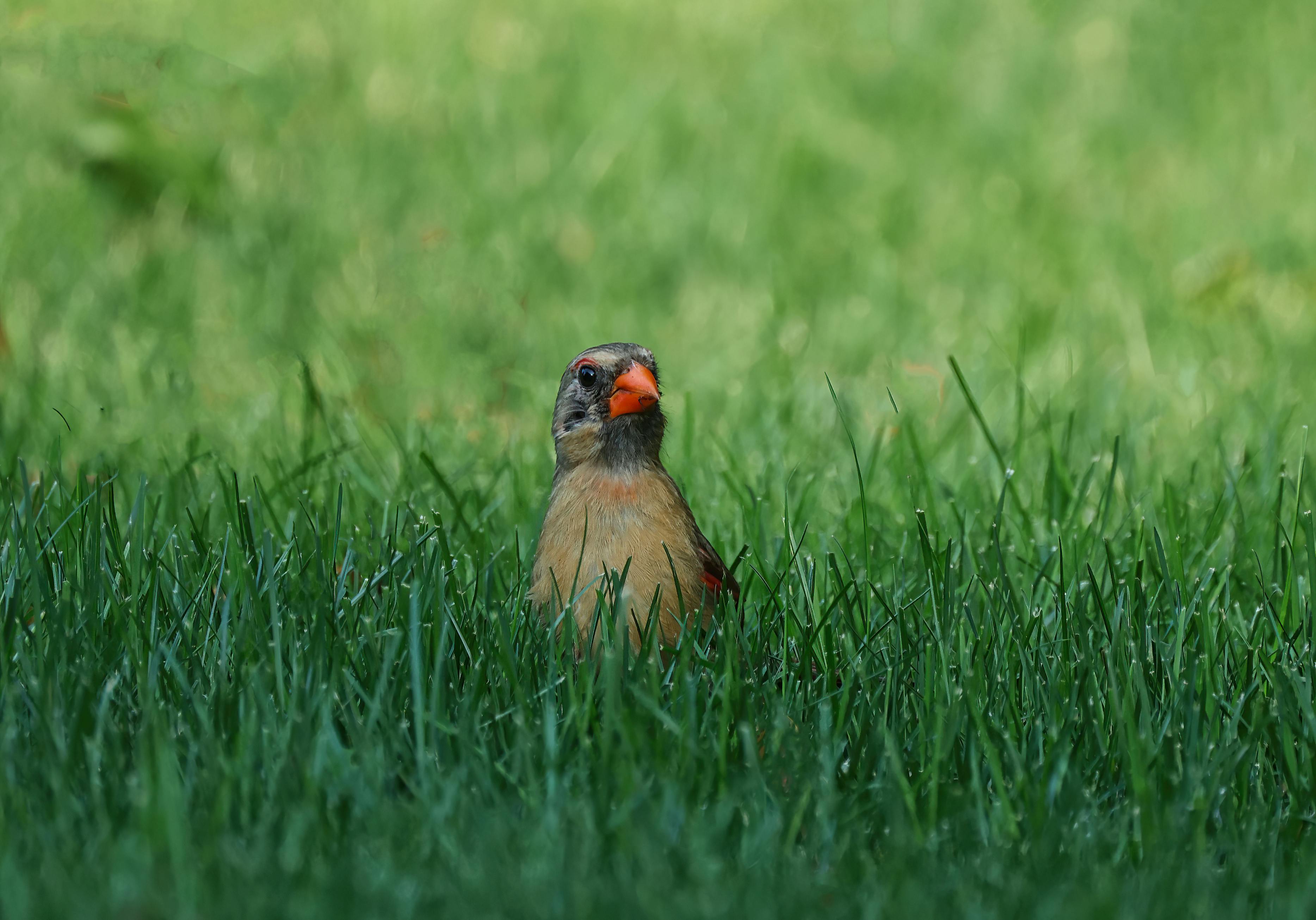 Close-Up Photo of a Brown Northern Cardinal Bird Perched on a Branch ...