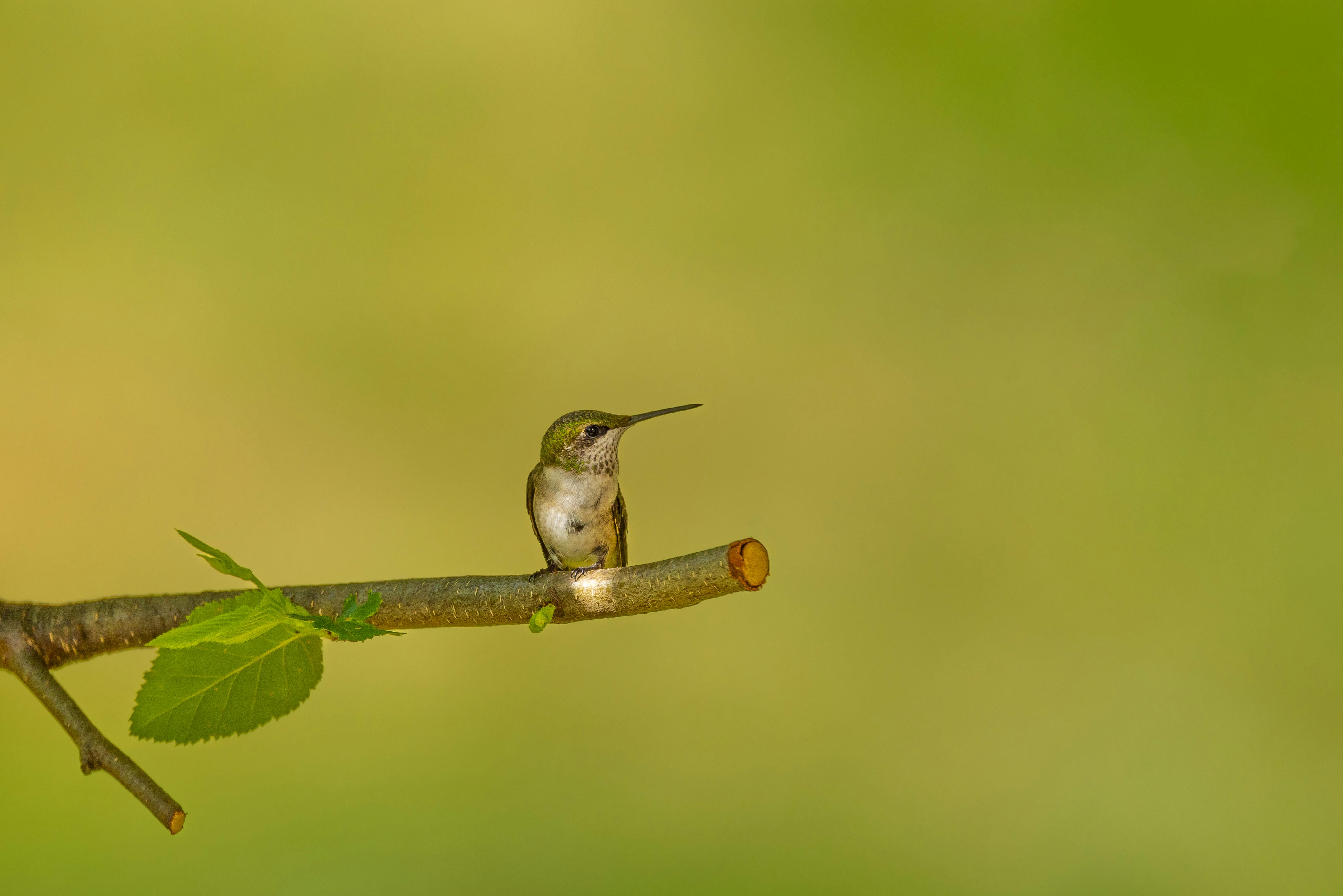 Close-Up Shot of a Hummingbird · Free Stock Photo