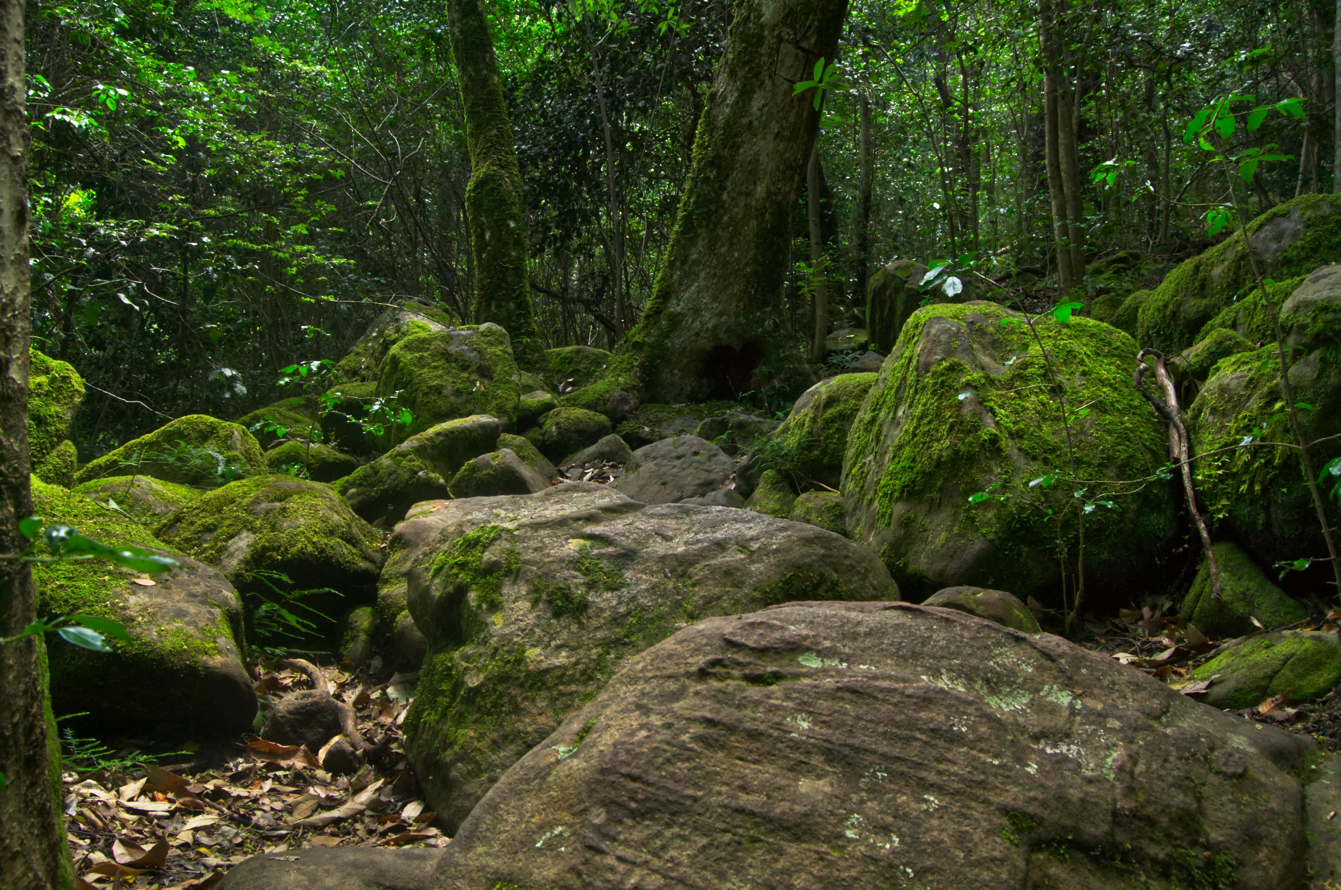 Rocks in the Forest · Free Stock Photo