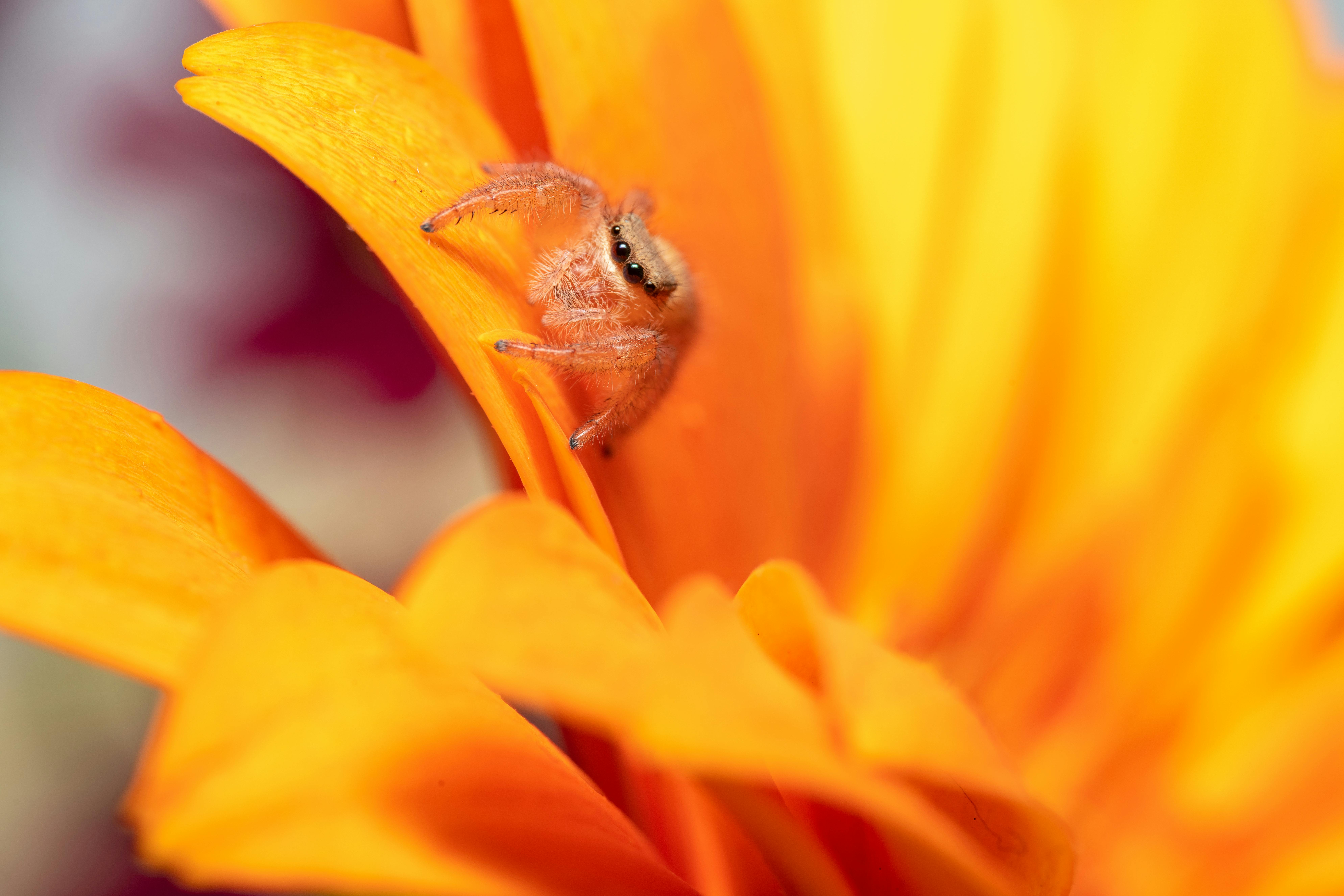 A Spider on a Flower · Free Stock Photo