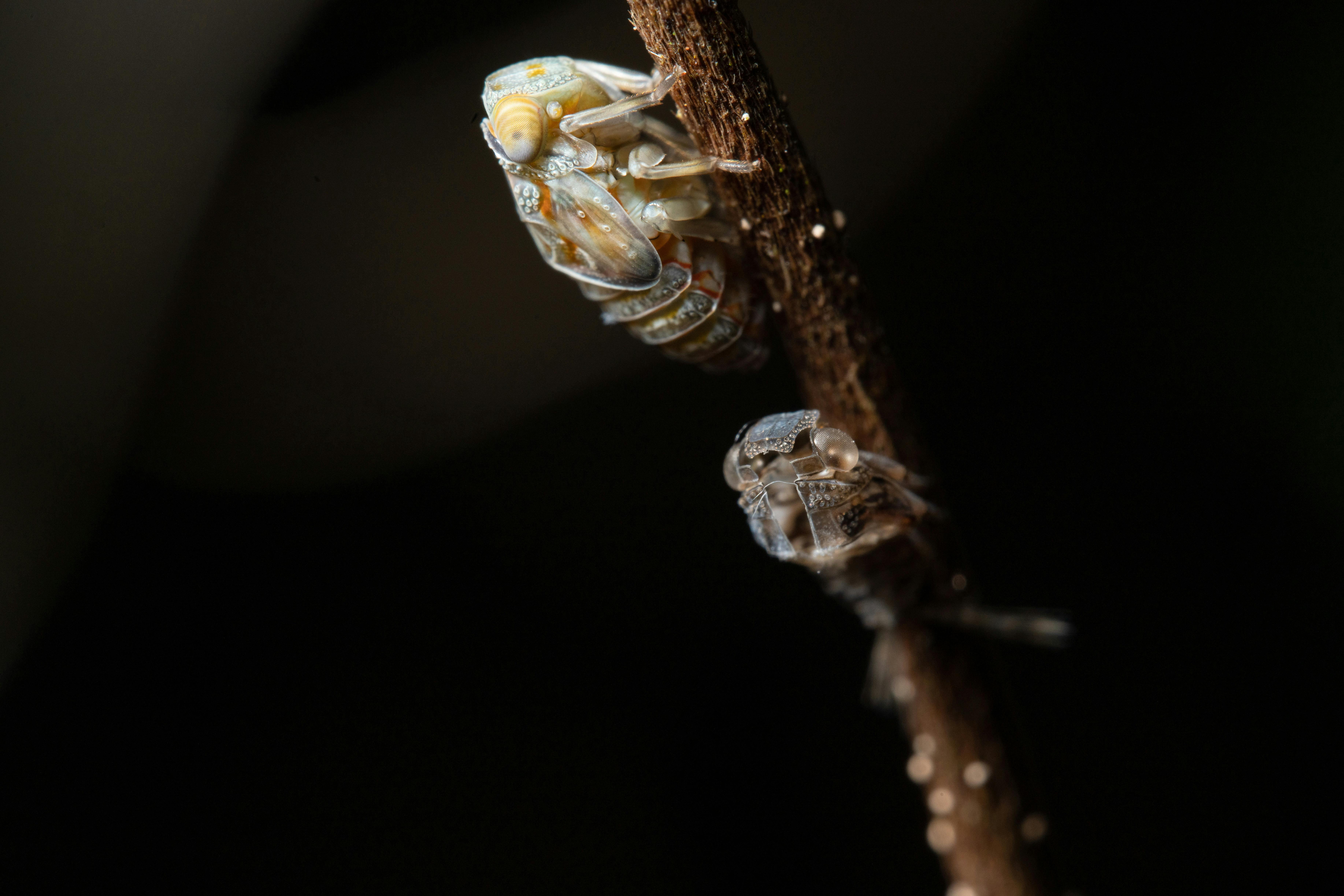 Plant Hopper Sitting on Branch · Free Stock Photo