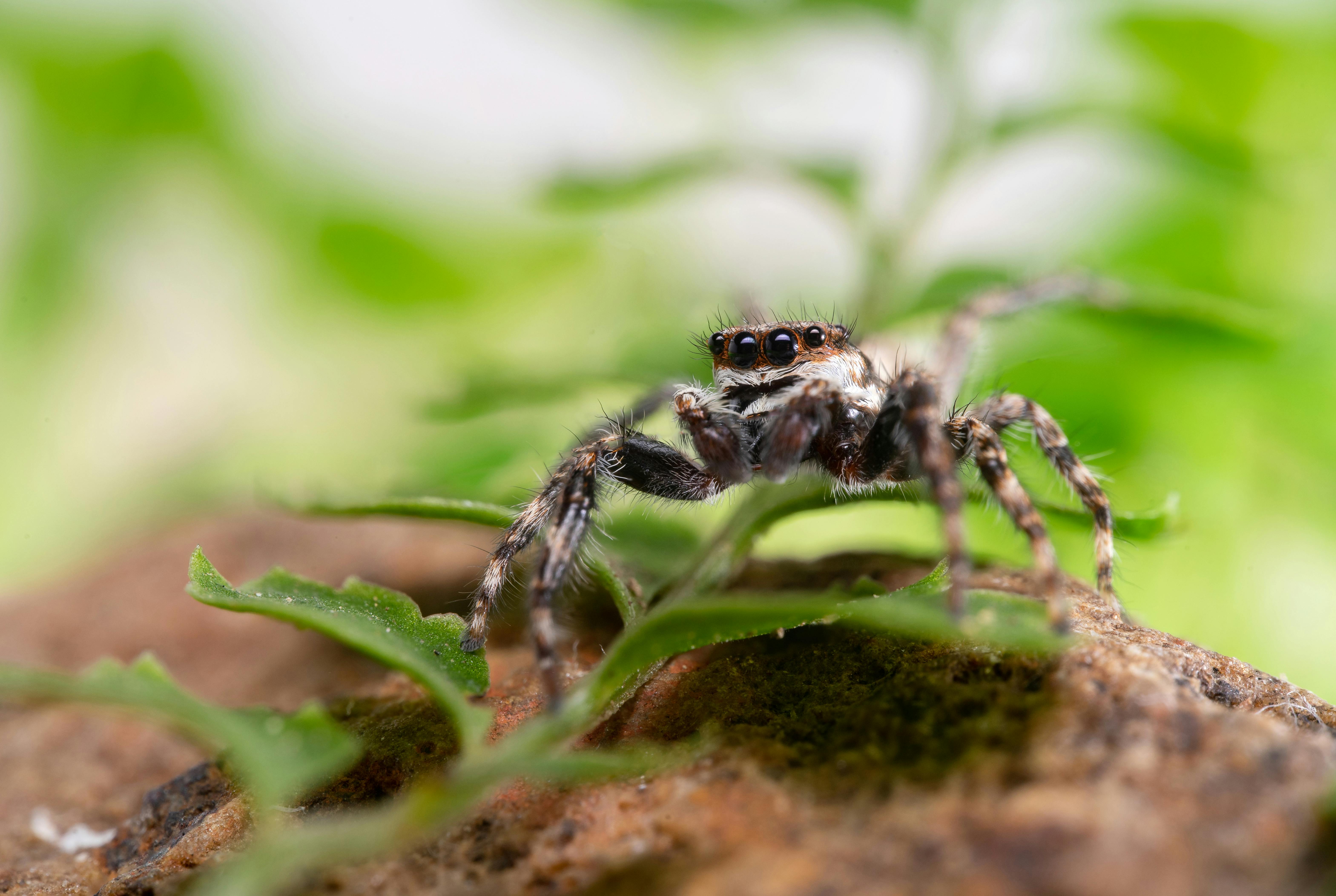 Spider on Brown Rock and Green Leaves · Free Stock Photo