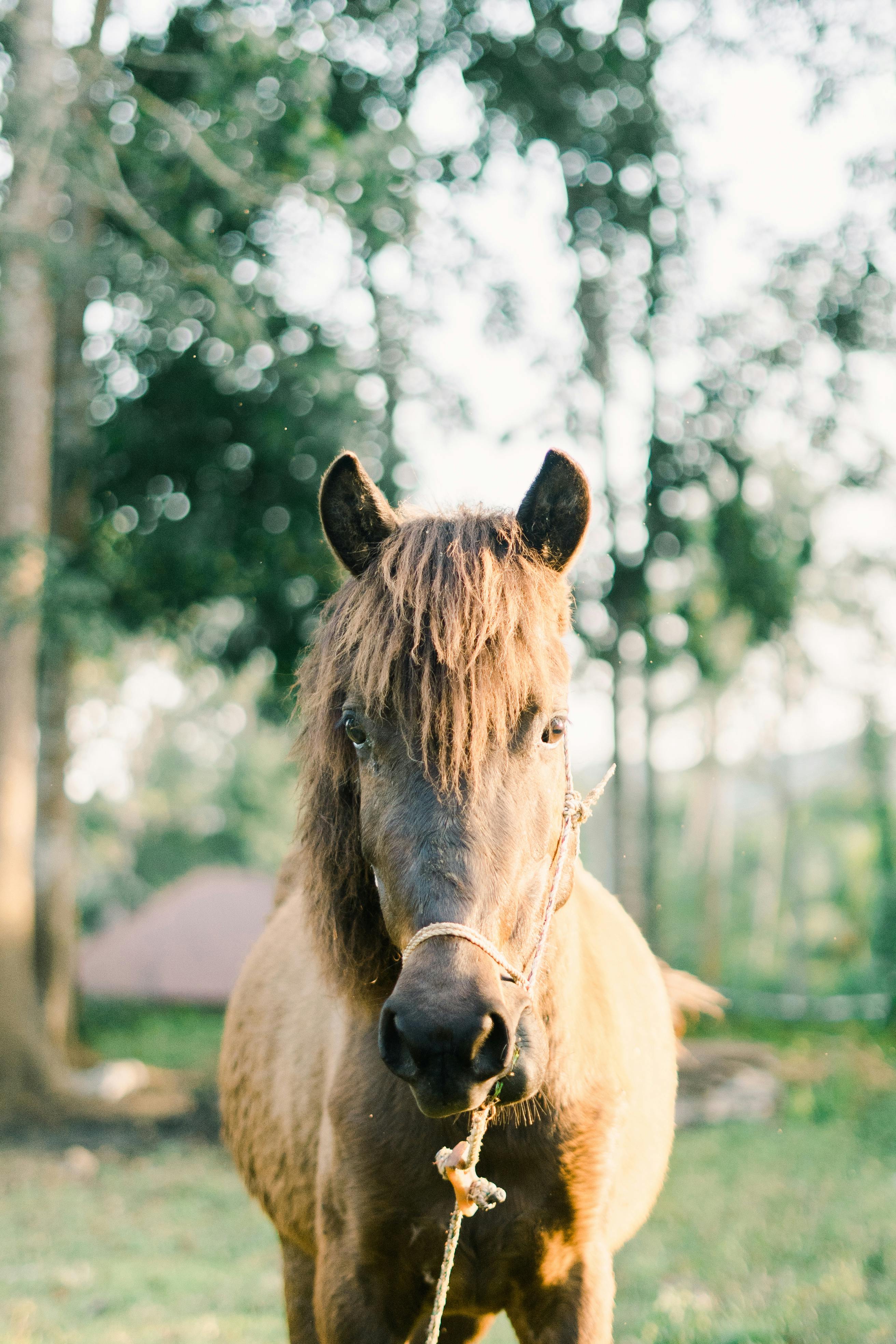 Horse Scenes Photos, Download The BEST Free Horse Scenes Stock Photos ...