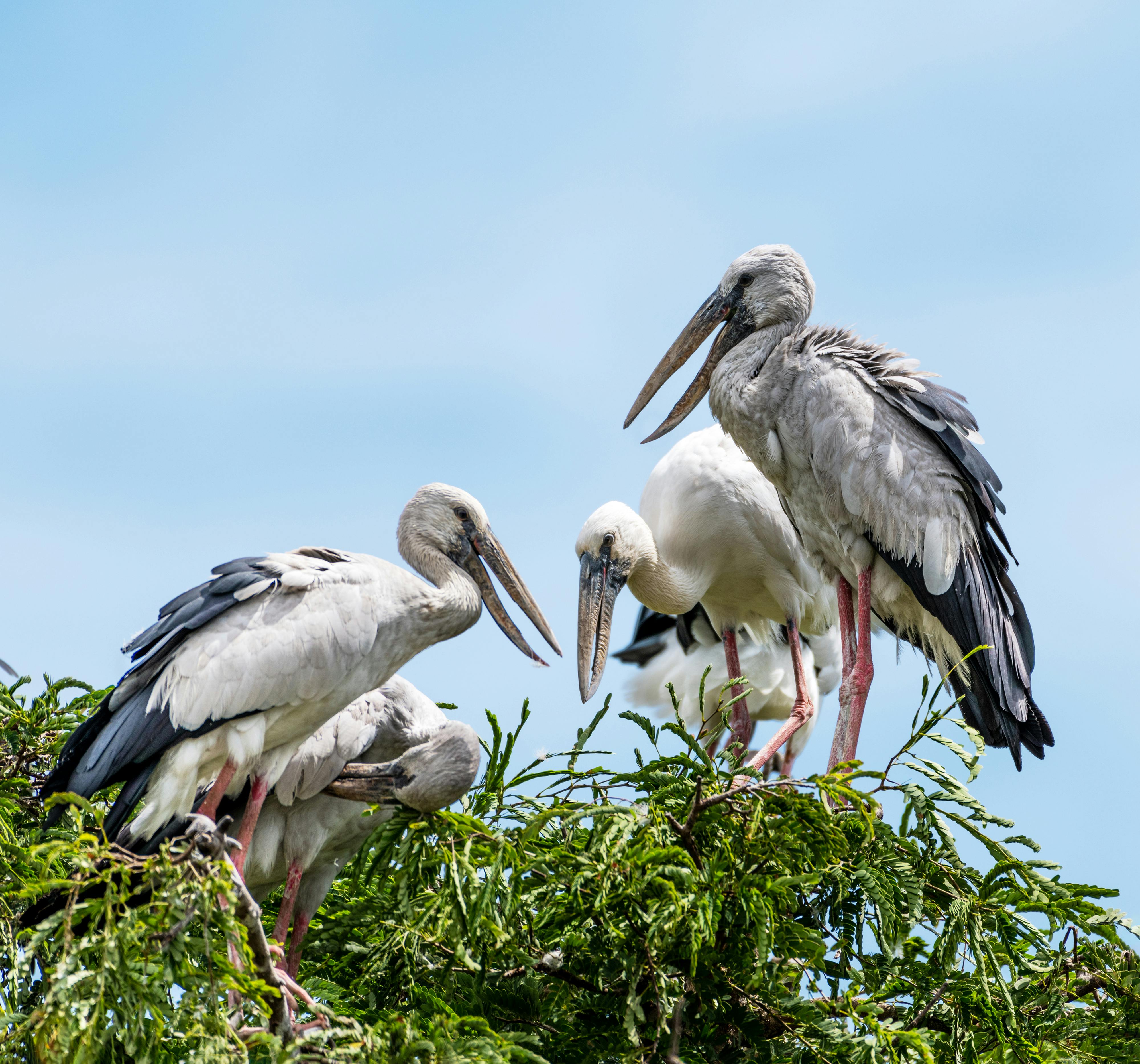 Large Birds In Trees Photos, Download The BEST Free Large Birds In ...