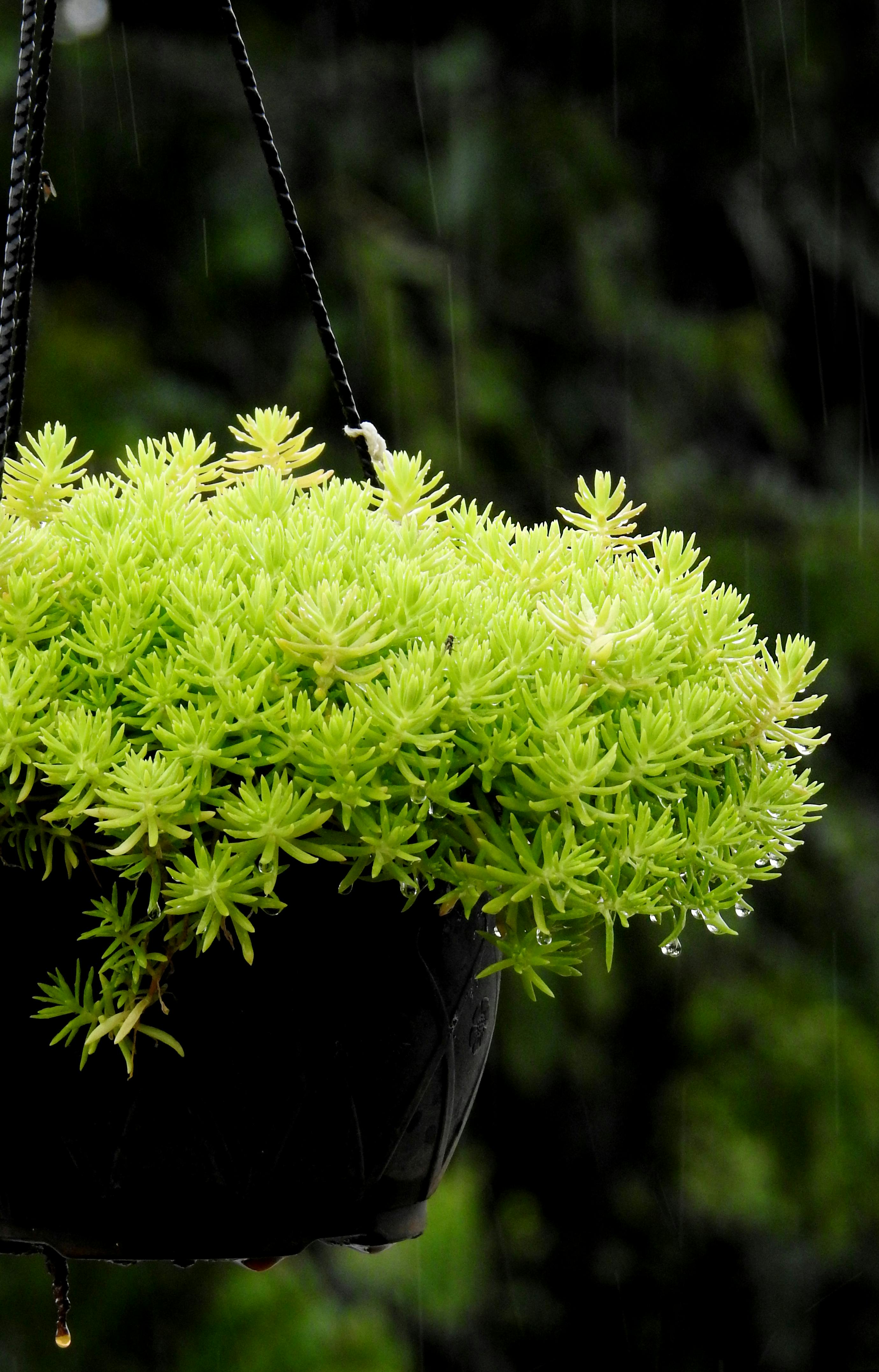A Hanging Carpet Sedum Plant · Free Stock Photo
