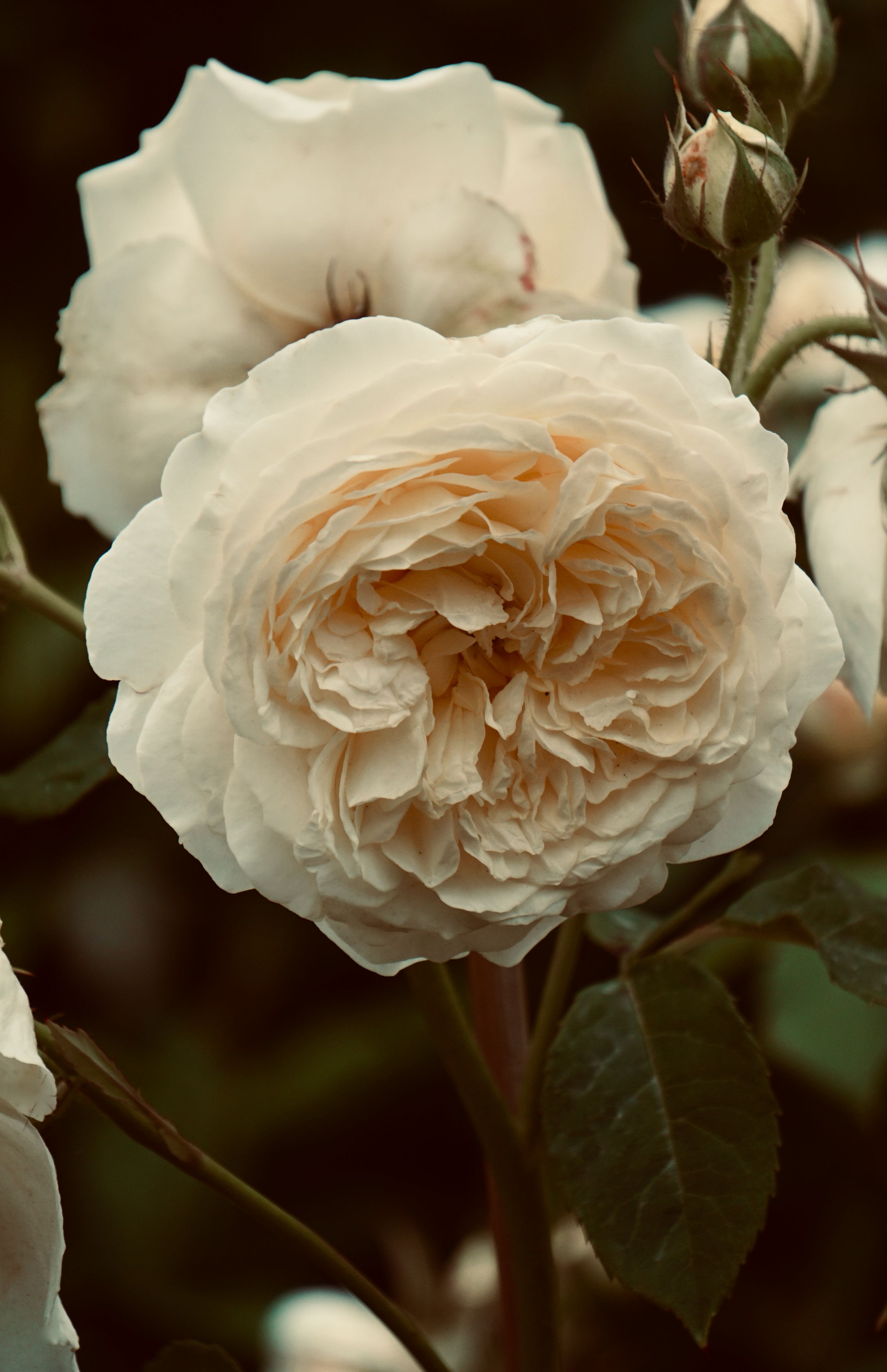 Close-Up Shot of Blooming White Roses · Free Stock Photo