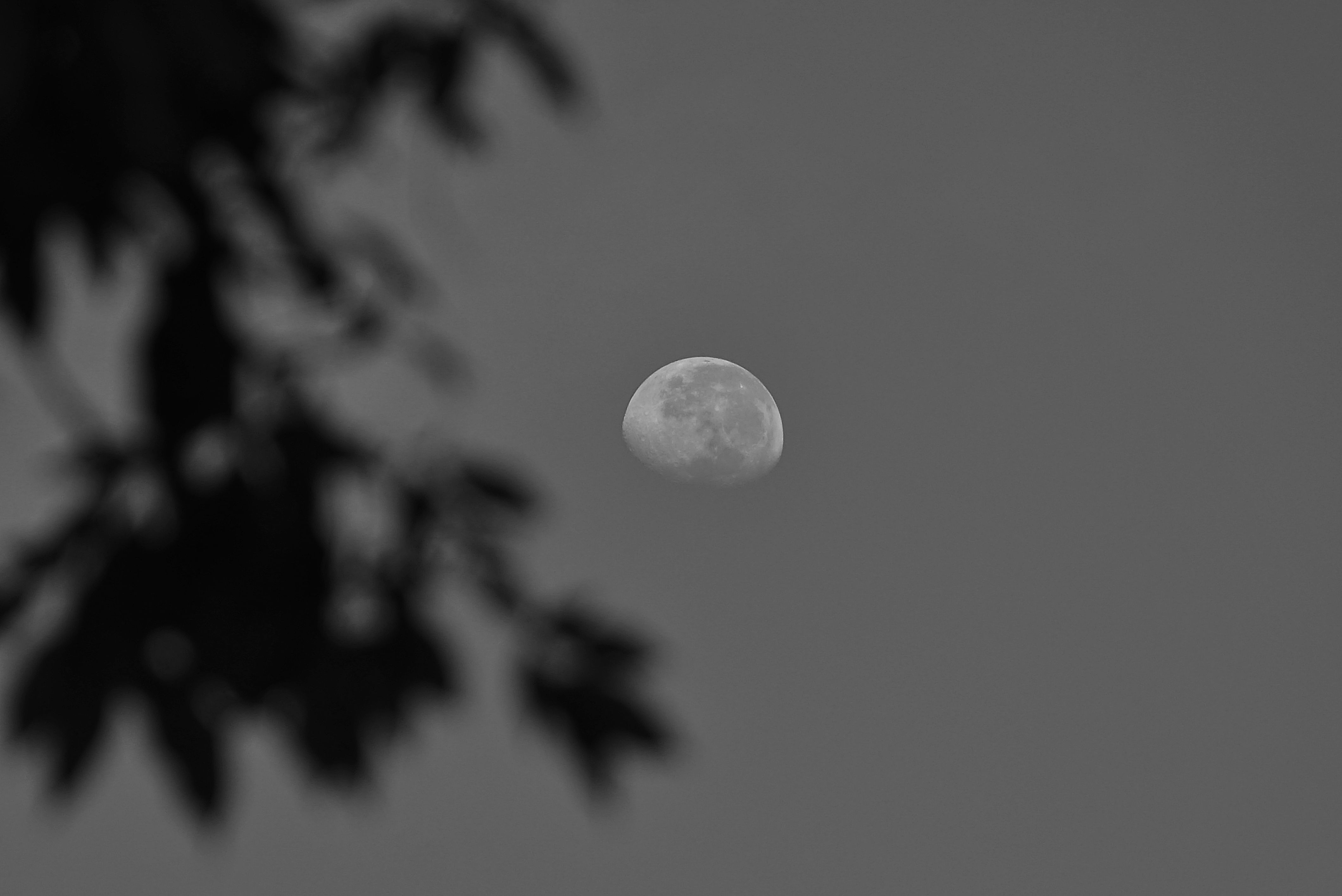 Black and White Photo of a Moon · Free Stock Photo