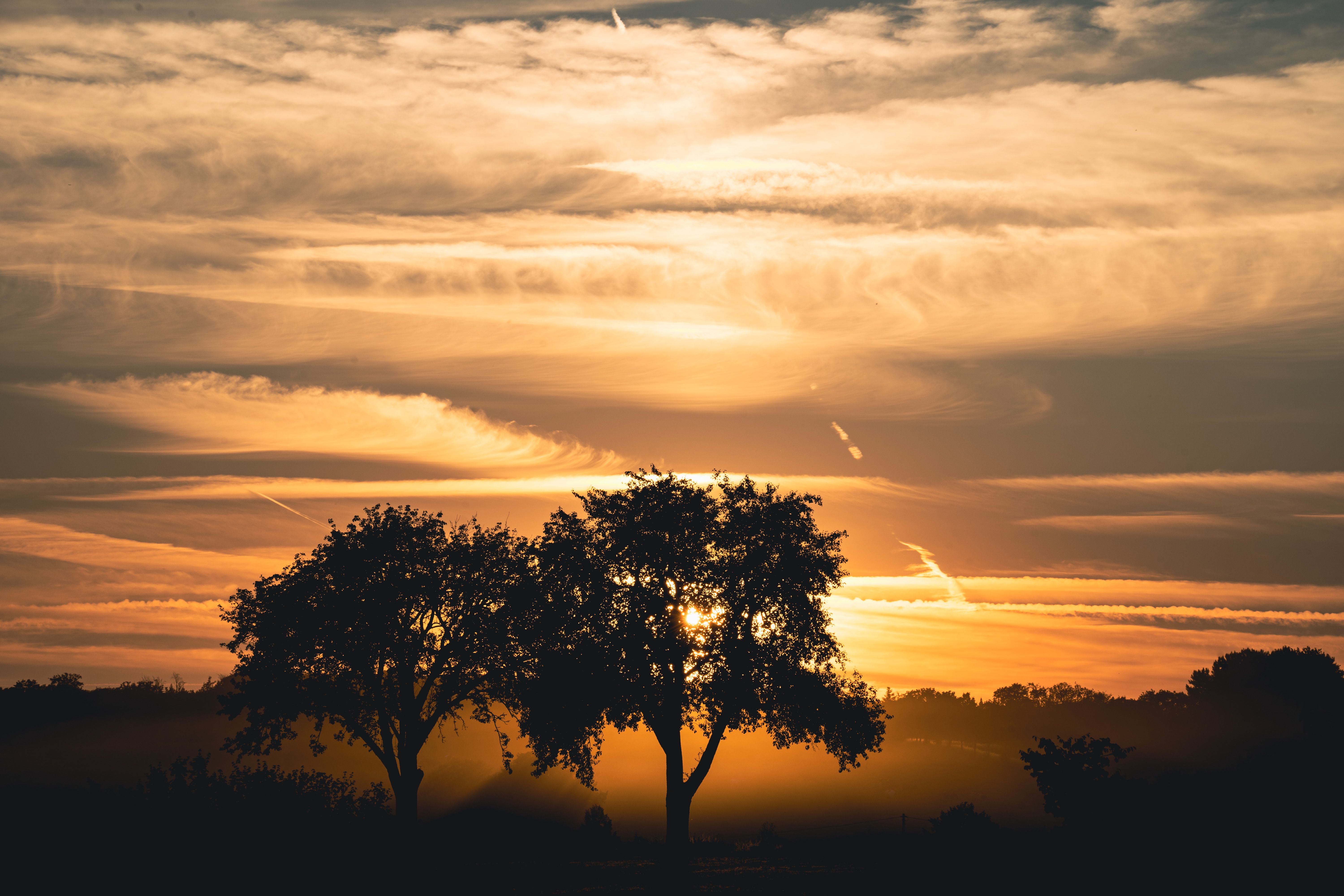 Silhouette of Trees during Sunset · Free Stock Photo