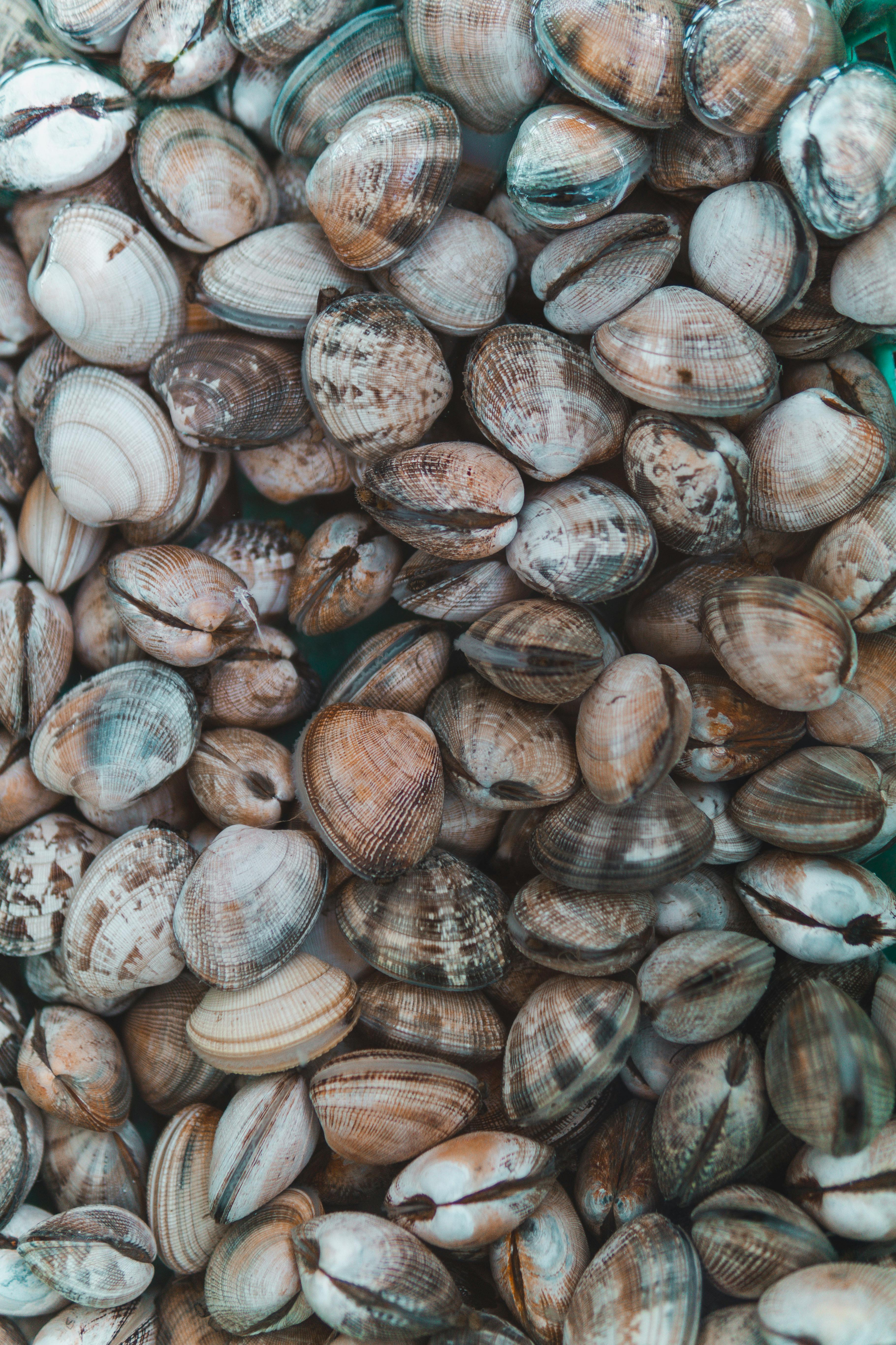 Close-up of Colorful Clam Shells · Free Stock Photo