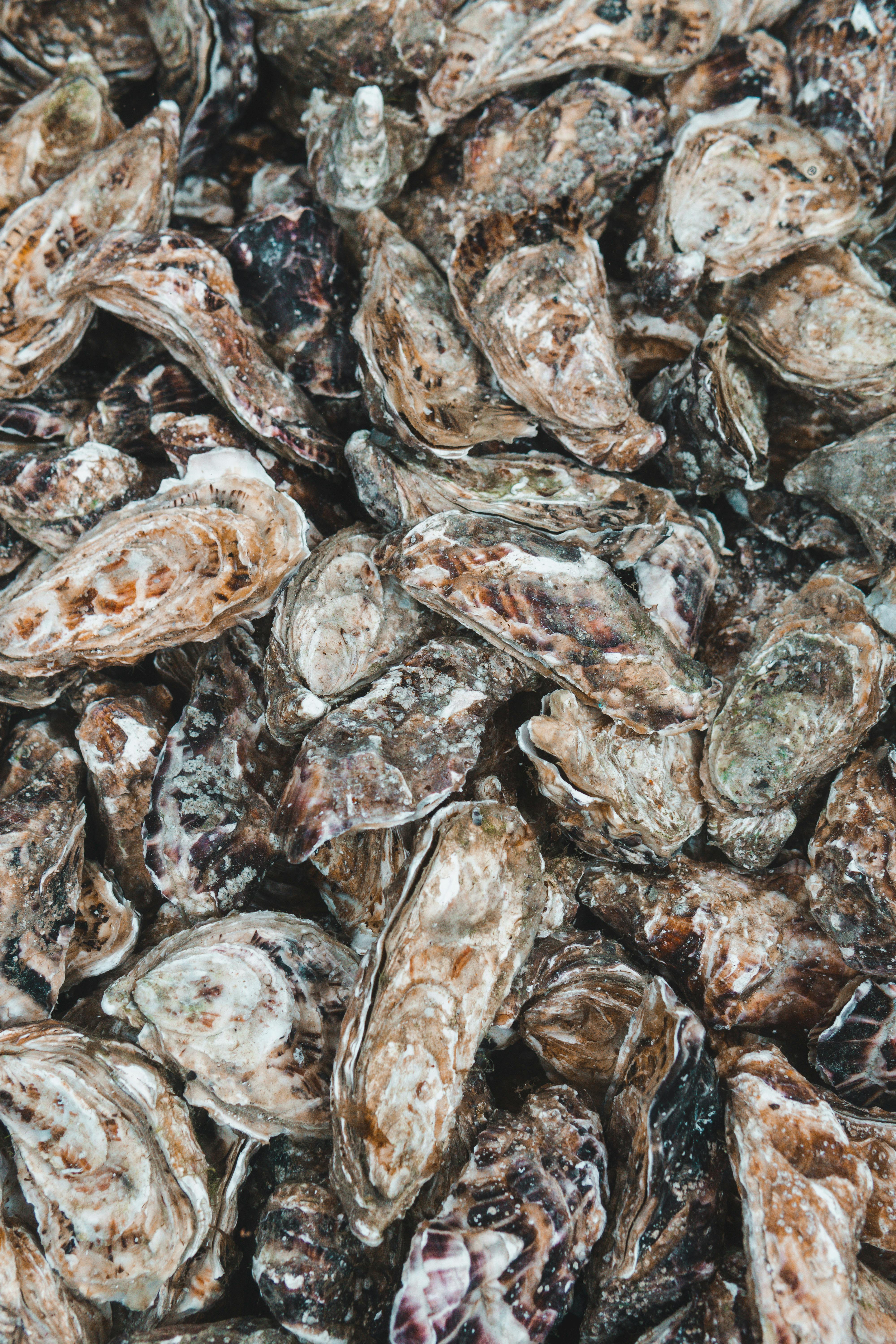 Photograph of a Pile of Oysters · Free Stock Photo