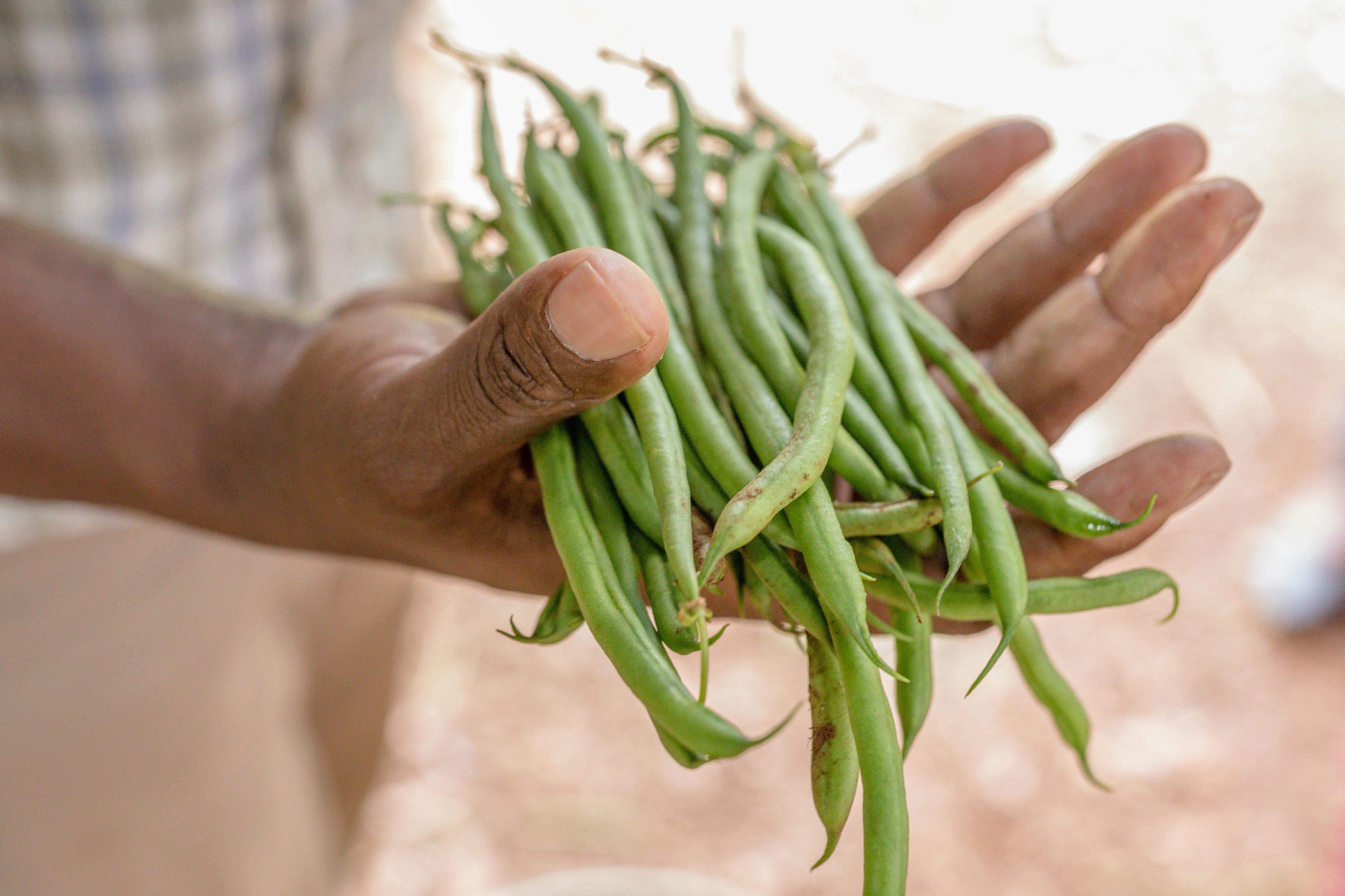 Green and Red String Beans · Free Stock Photo