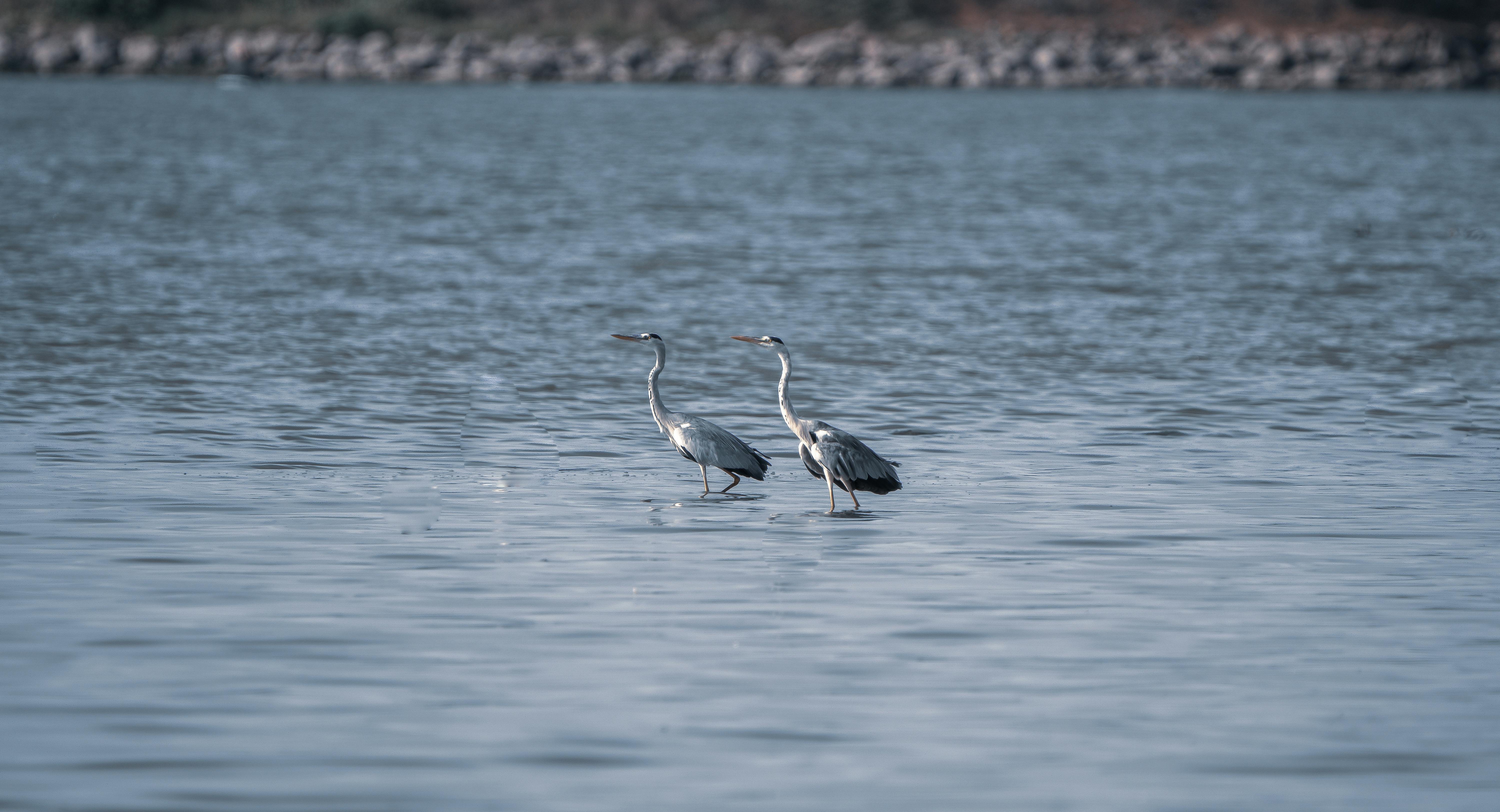 Close-Up Shot of a Grey Heron in the Water · Free Stock Photo