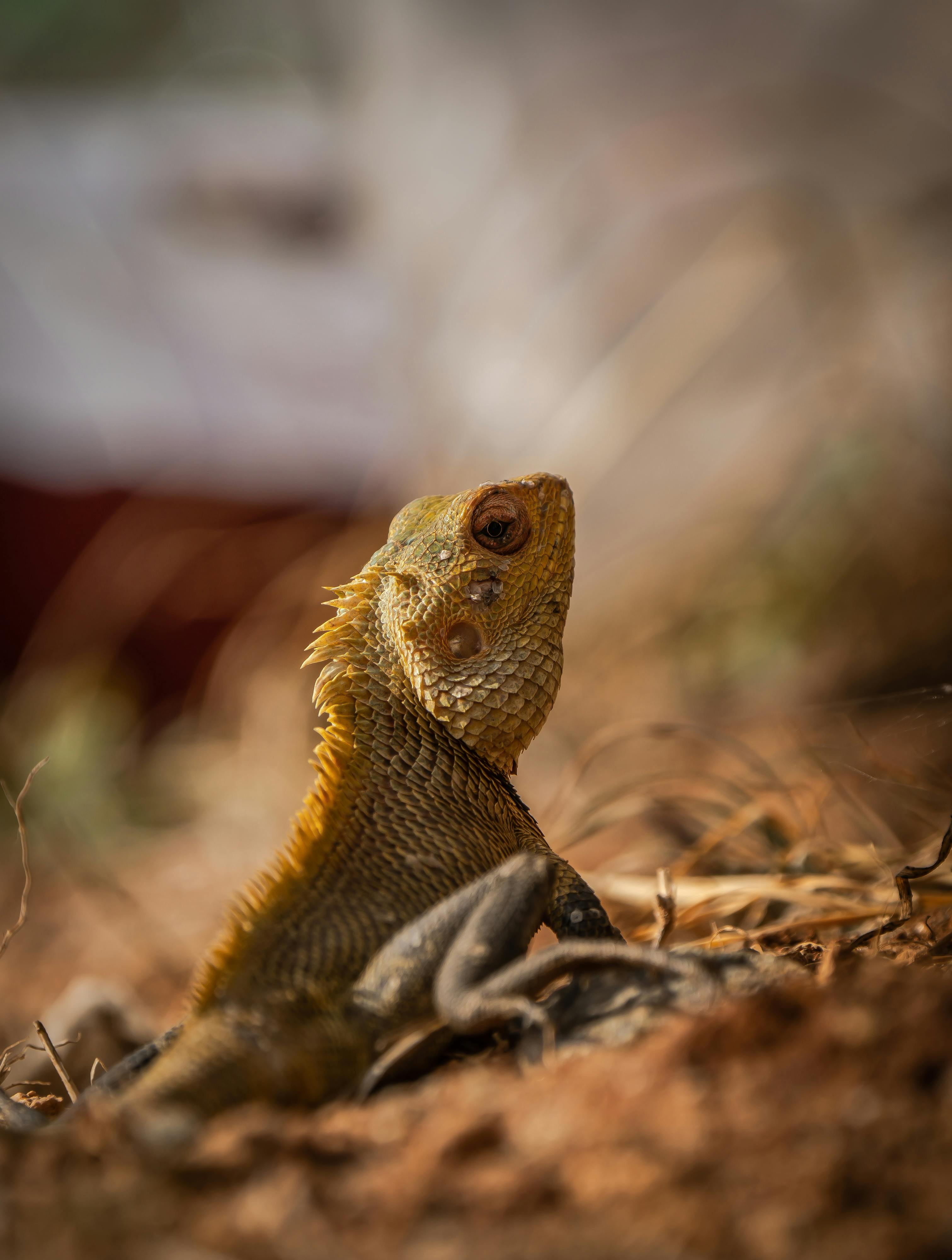 Brown Gecko · Free Stock Photo