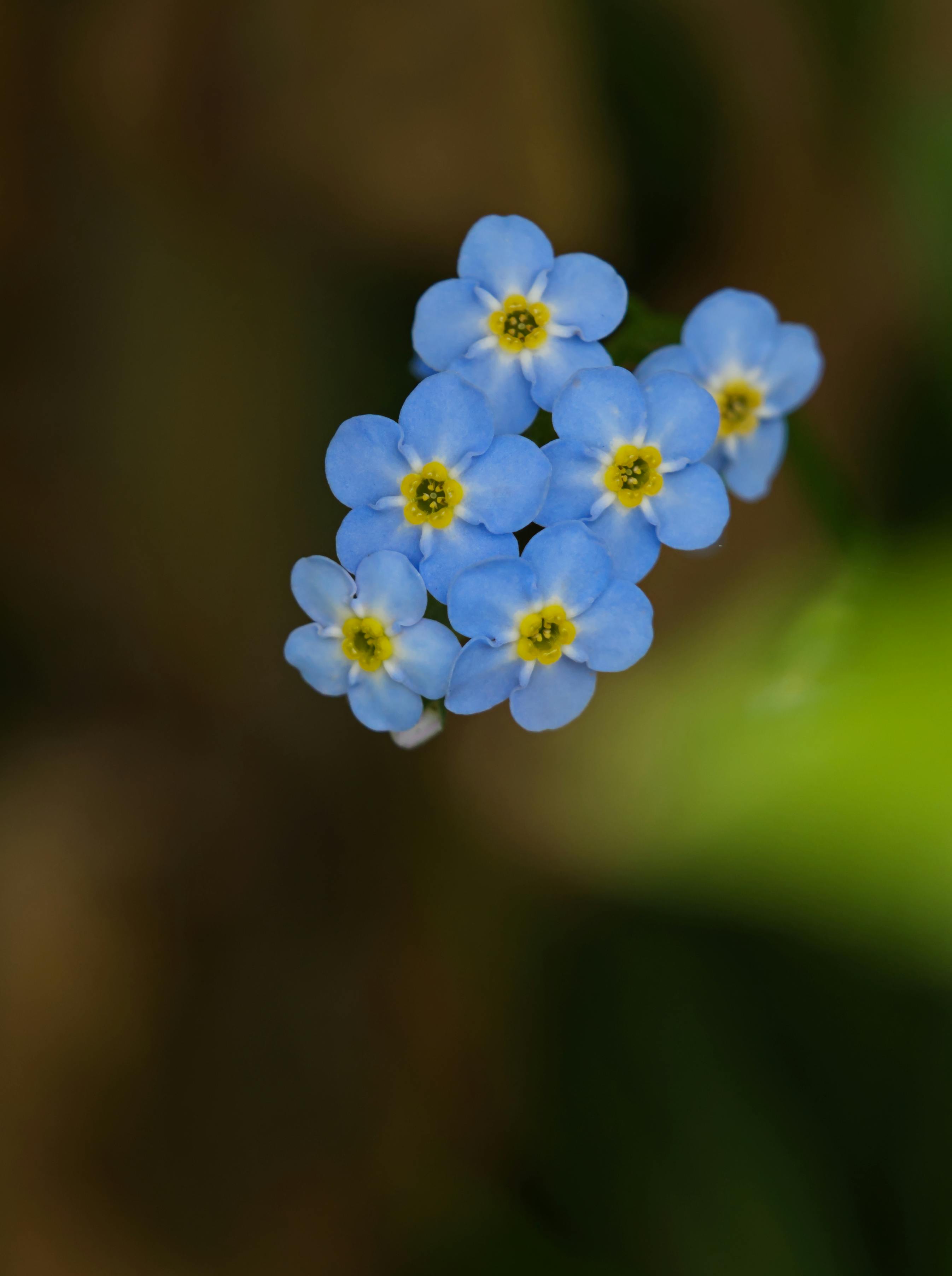 Close-Up Shot of Blooming Blue Flowers · Free Stock Photo