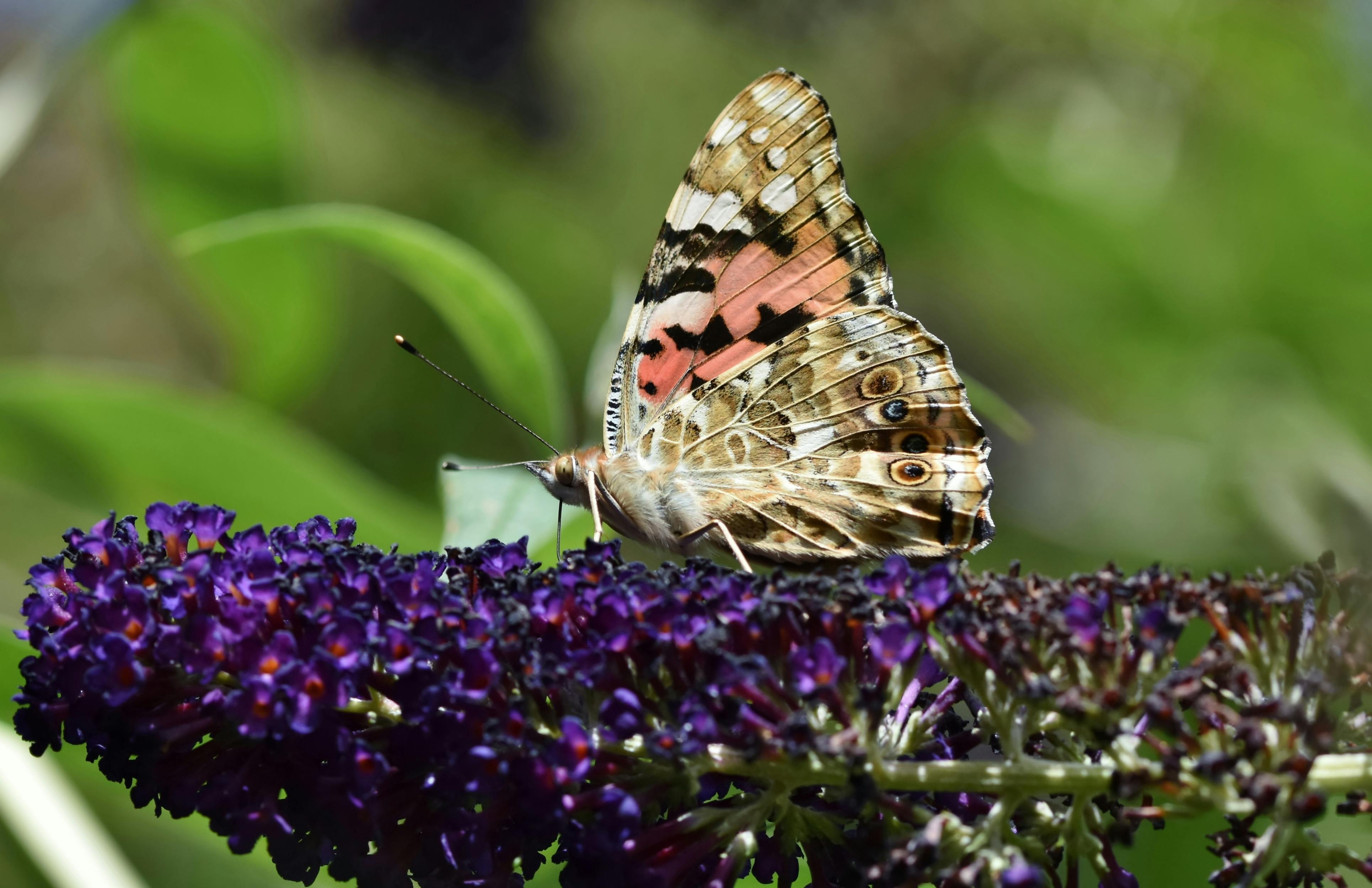 Close-Up Shot Painted Lady on Violet Flower · Free Stock Photo