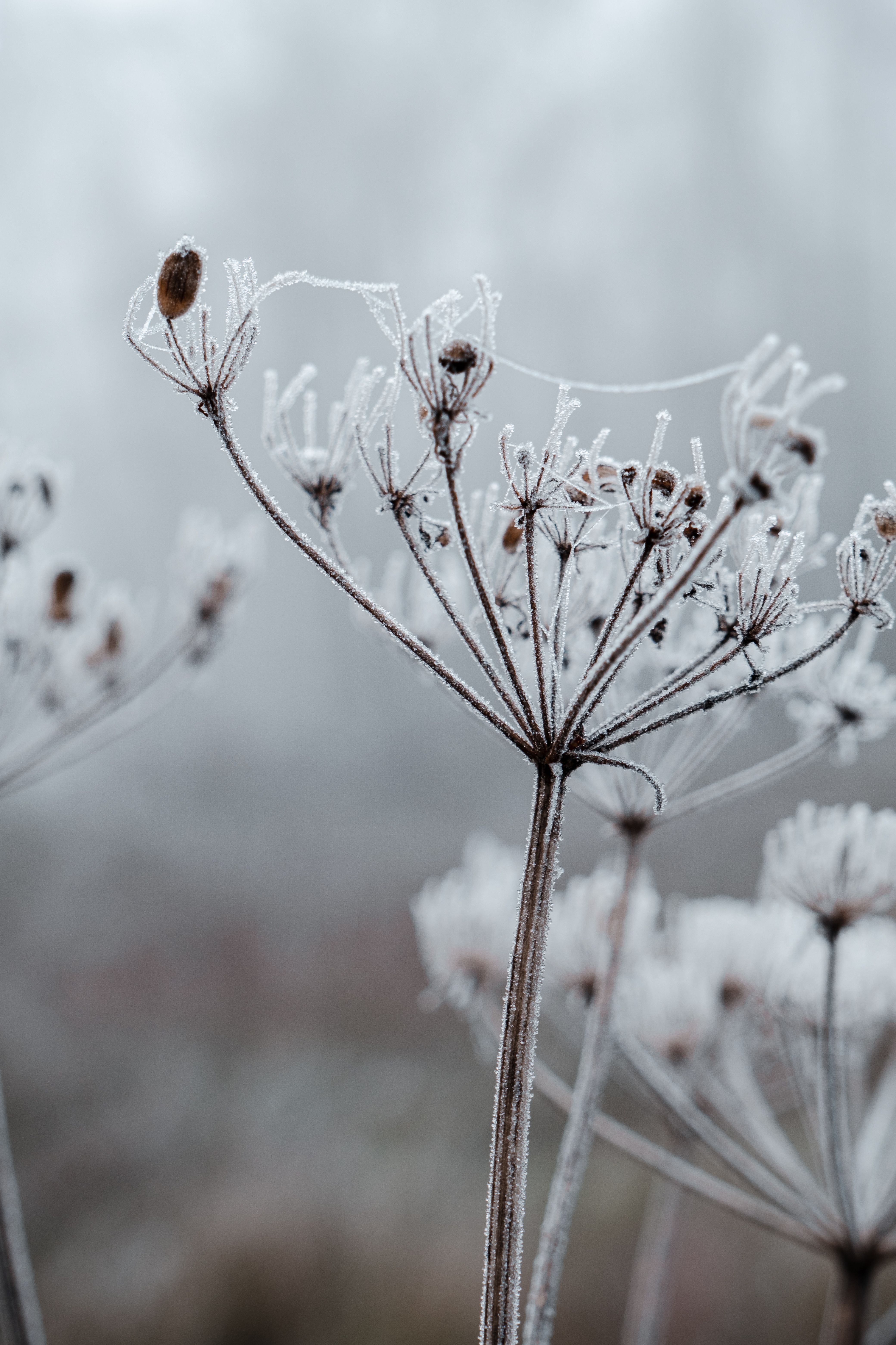 White Flower With Snow · Free Stock Photo