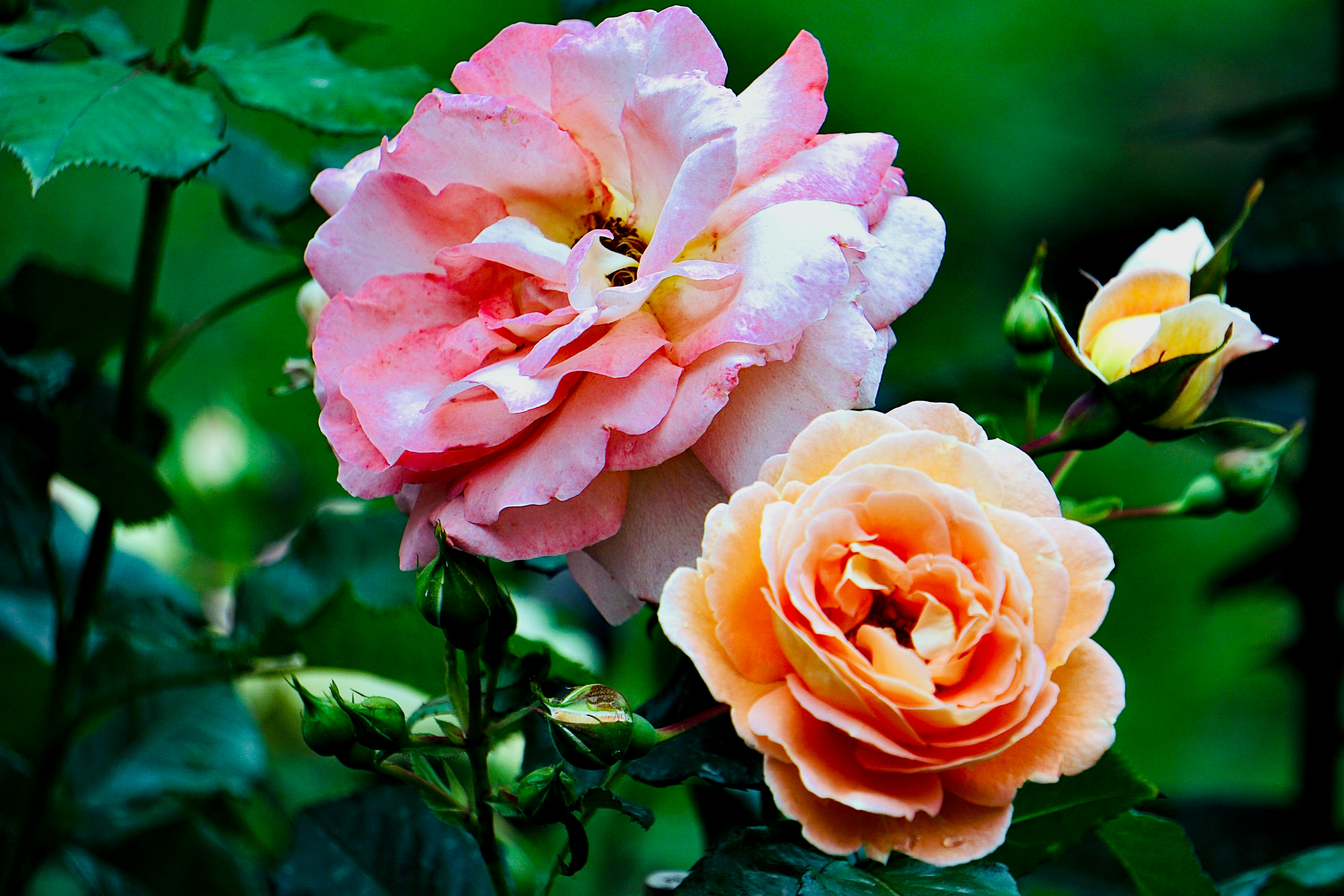 A Close-up Shot of Roses in Full Bloom · Free Stock Photo