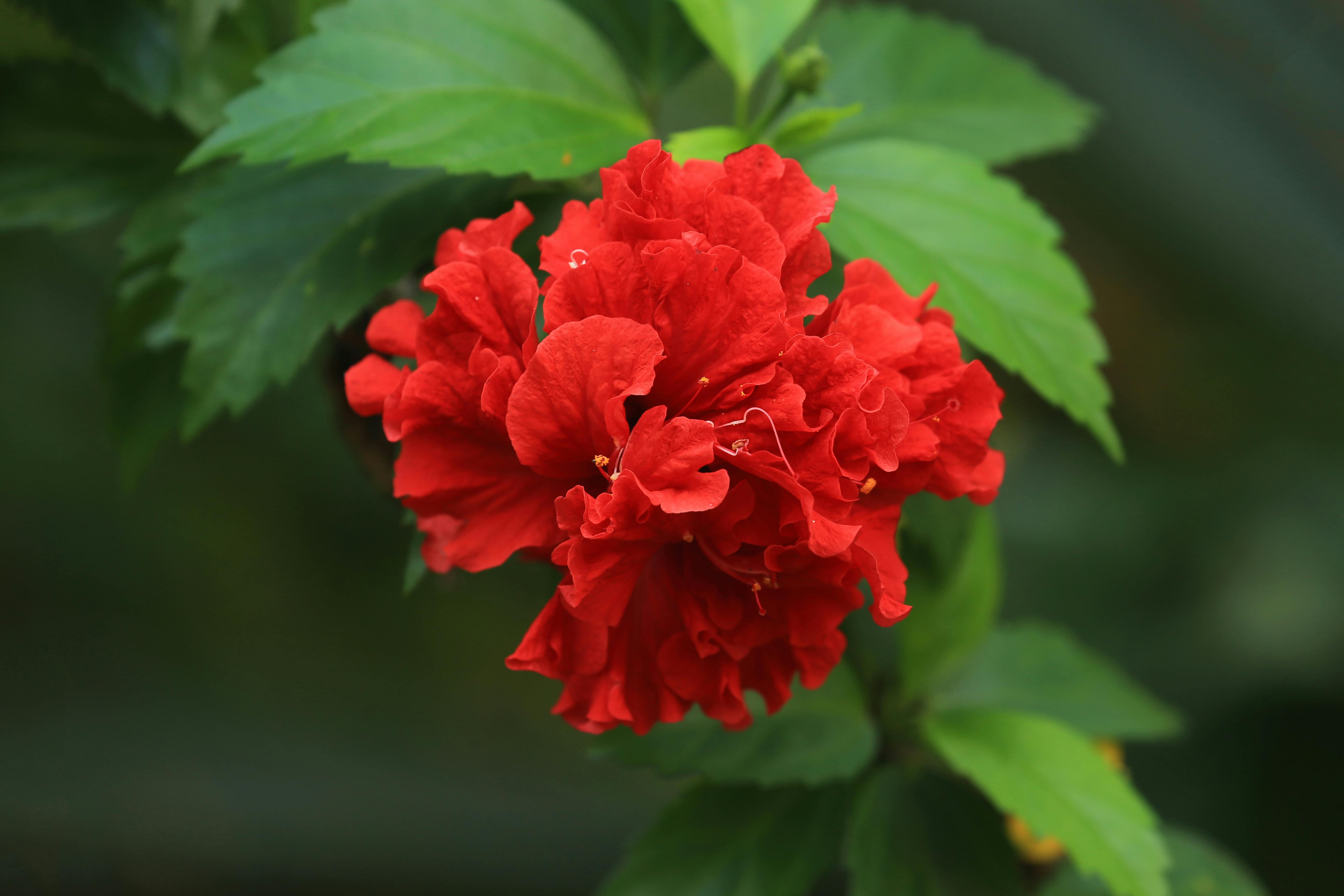 Red Flower in Close Up Photography · Free Stock Photo