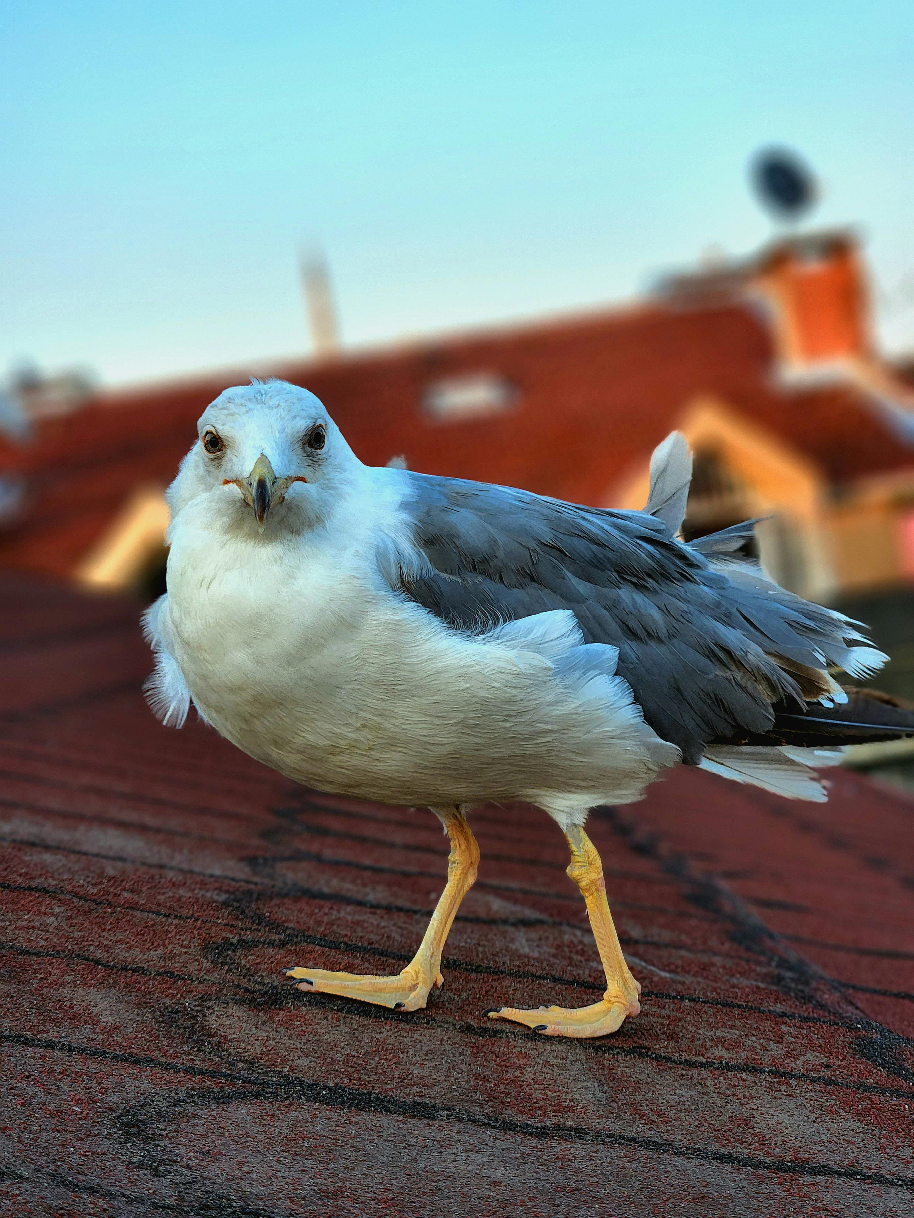 Photo of a Flying Bird · Free Stock Photo