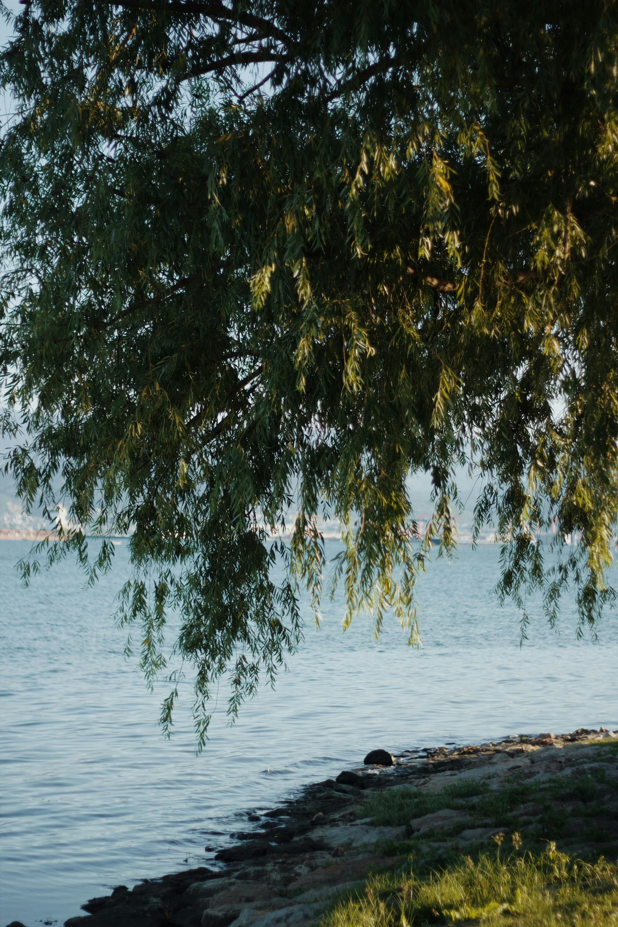 Tree Overlays Photos, Download The BEST Free Tree Overlays Stock Photos ...