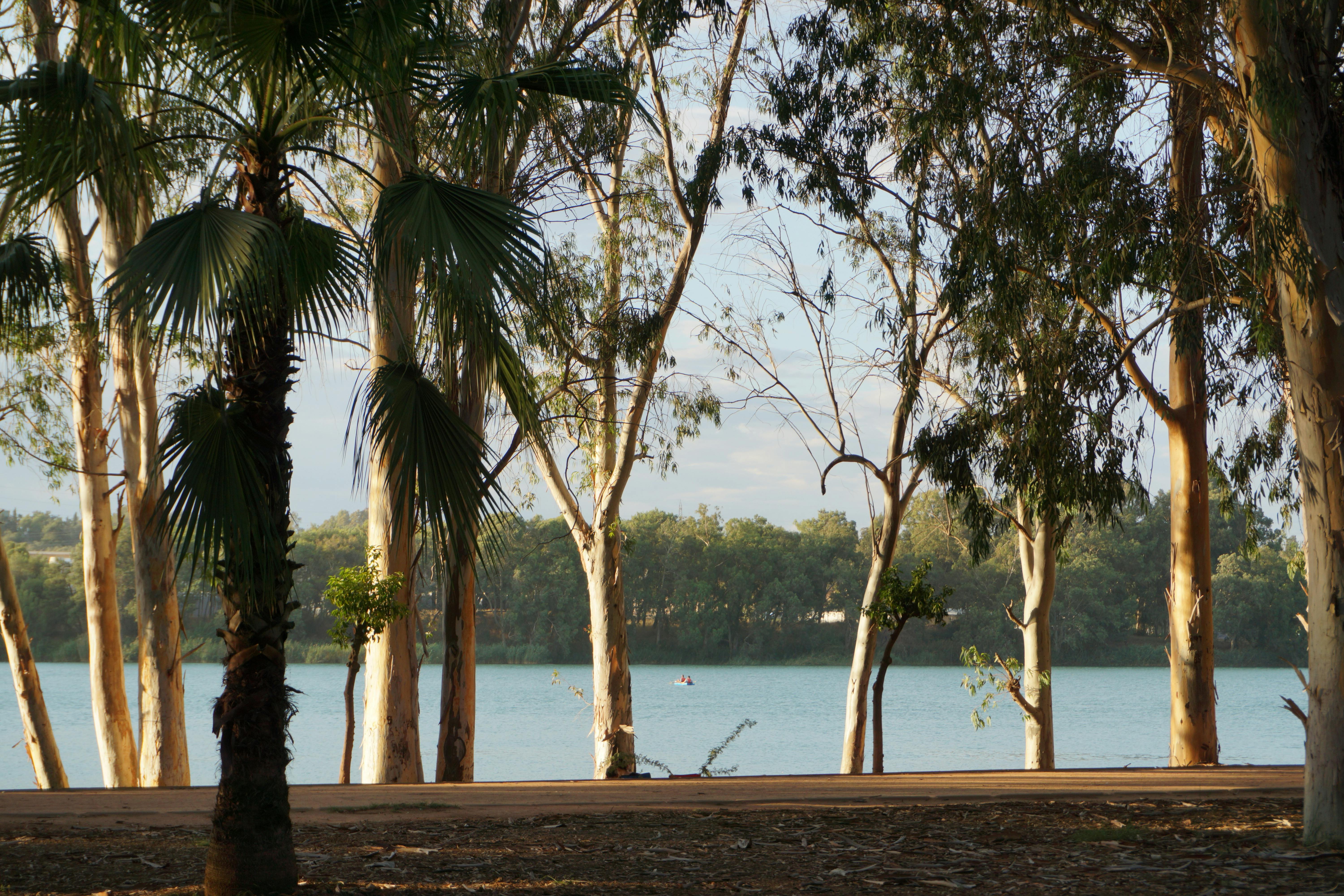 Green Trees Beside the Lake · Free Stock Photo