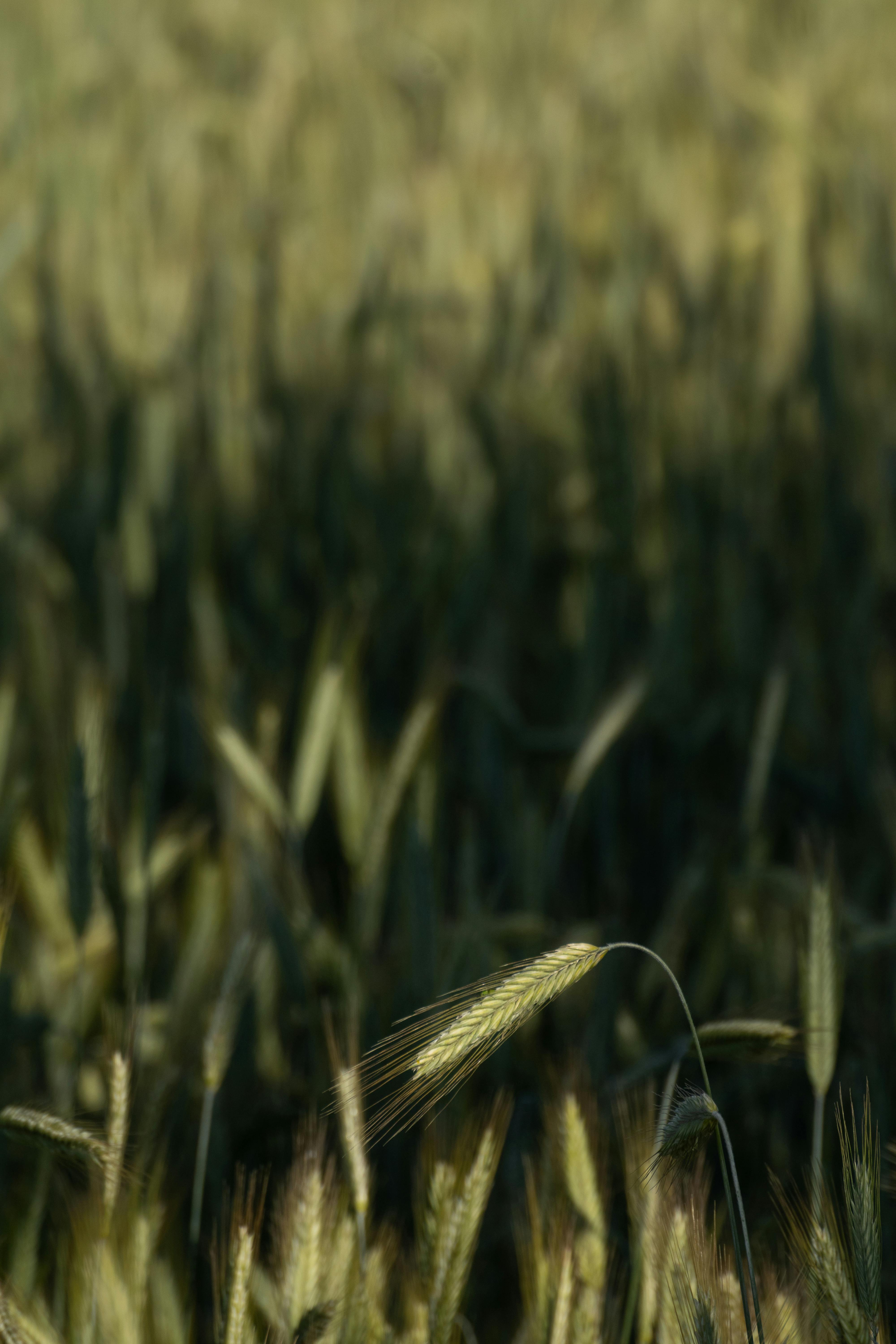 Yield Photos, Download The BEST Free Yield Stock Photos & HD Images